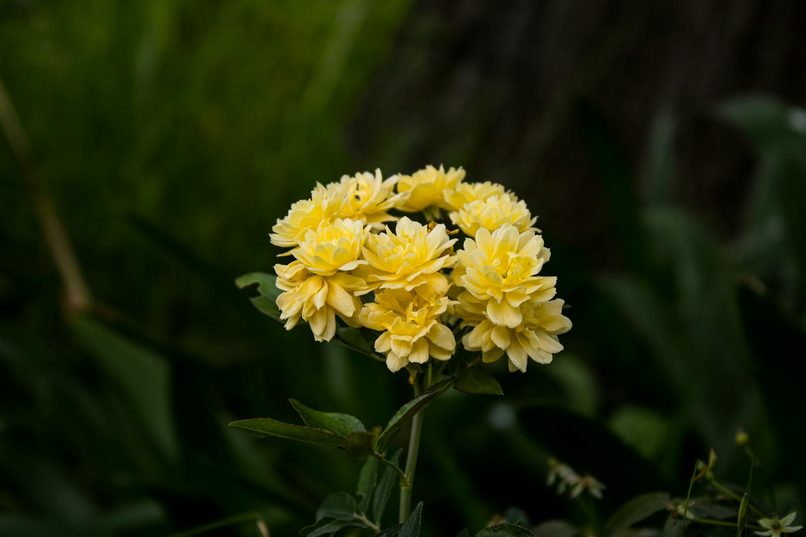 Small Flower Photos, Download The BEST Free Small Flower Stock Photos ...