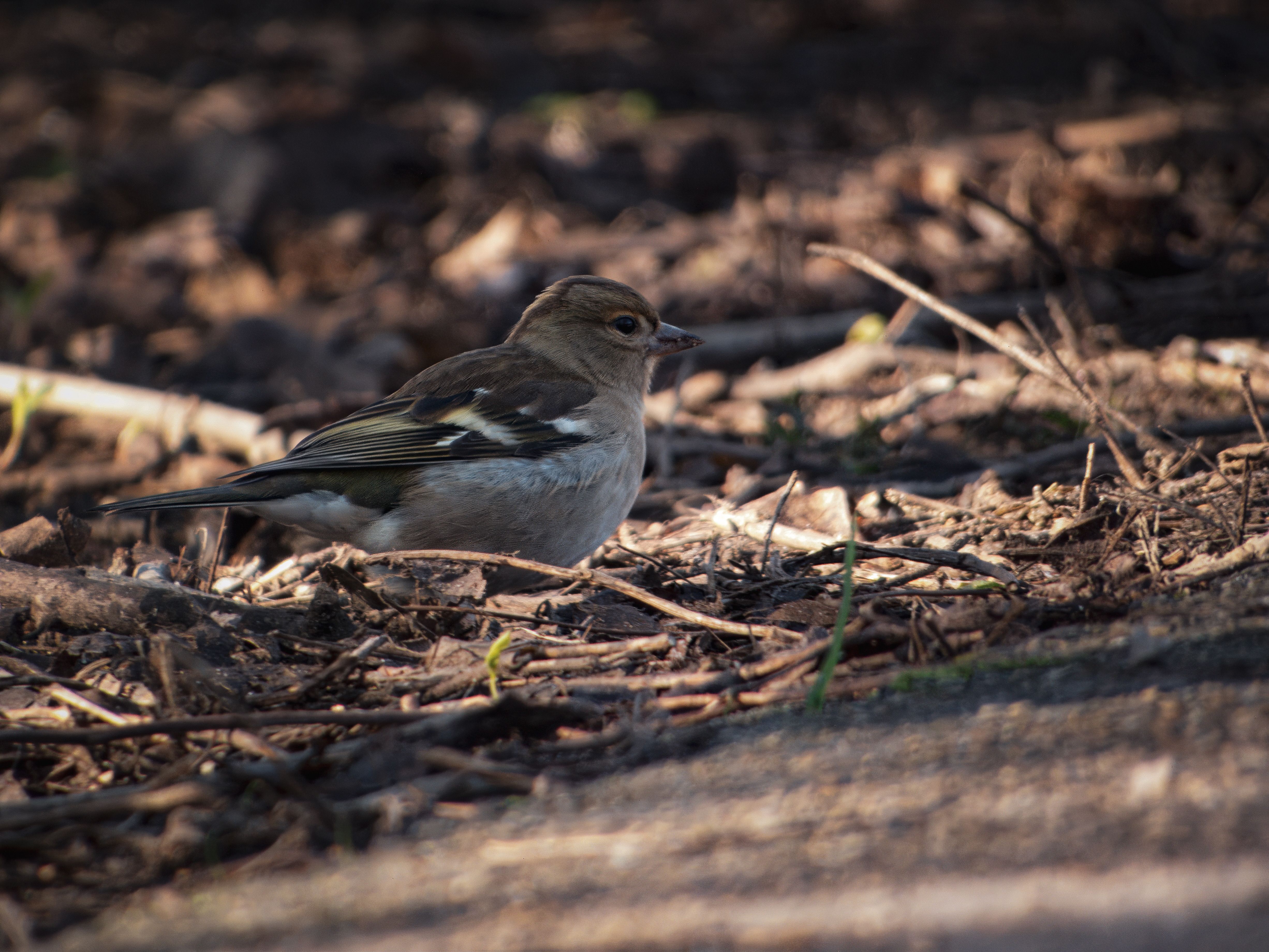 Bird In Shadow Photos, Download The BEST Free Bird In Shadow Stock ...