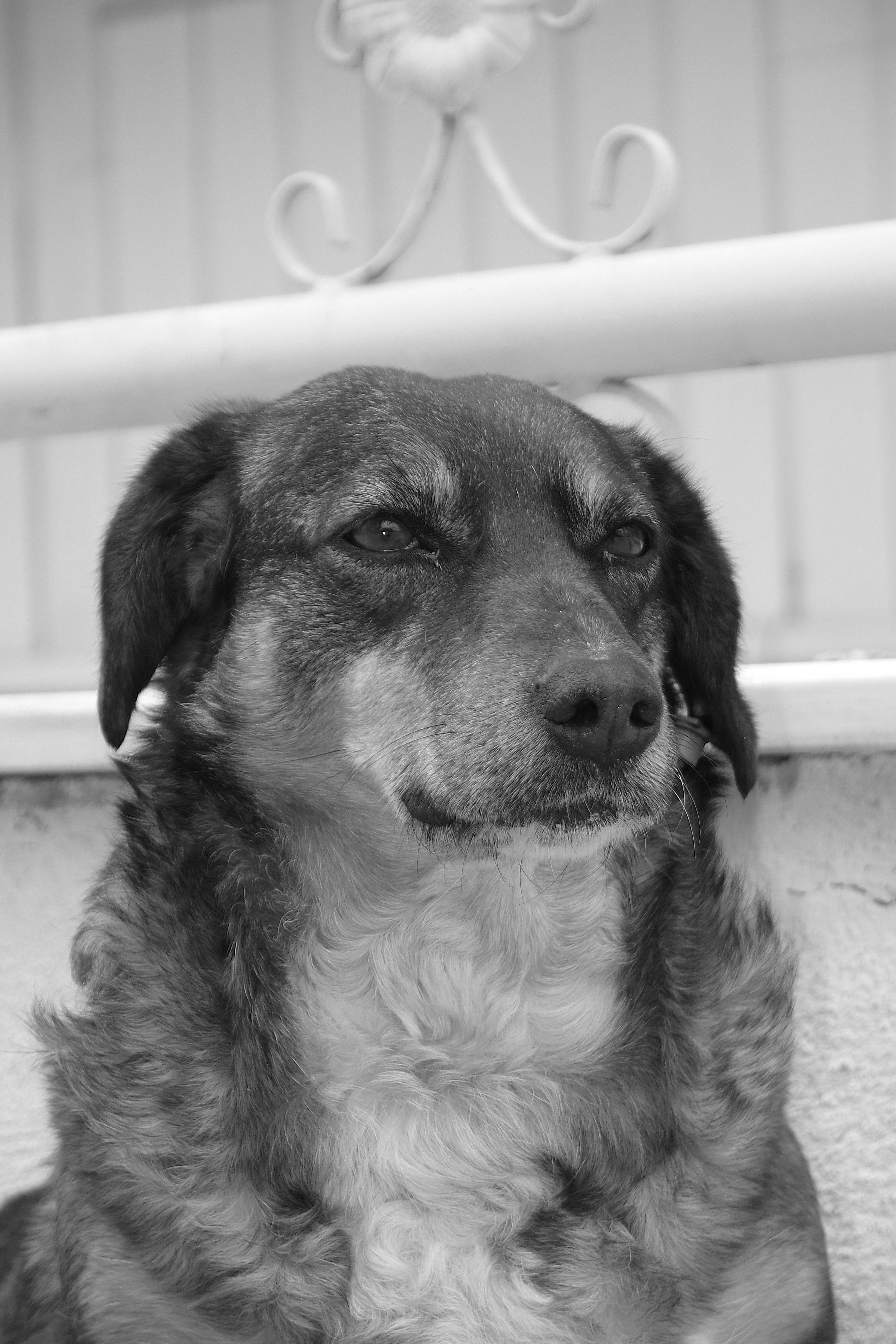 Suspicious Dog Photos, Download The BEST Free Suspicious Dog Stock ...