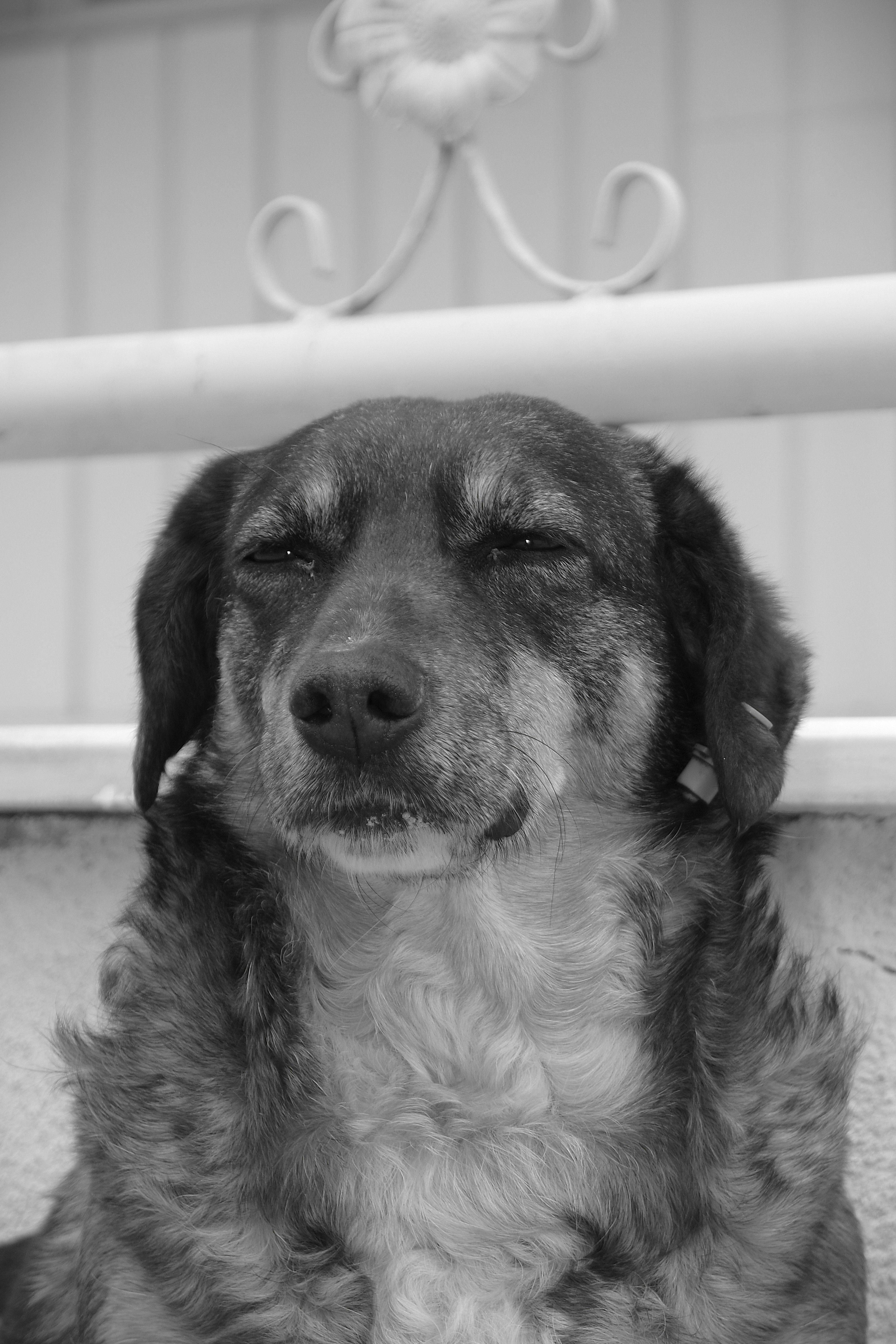 Dog Grafic Photos, Download The BEST Free Dog Grafic Stock Photos & HD ...