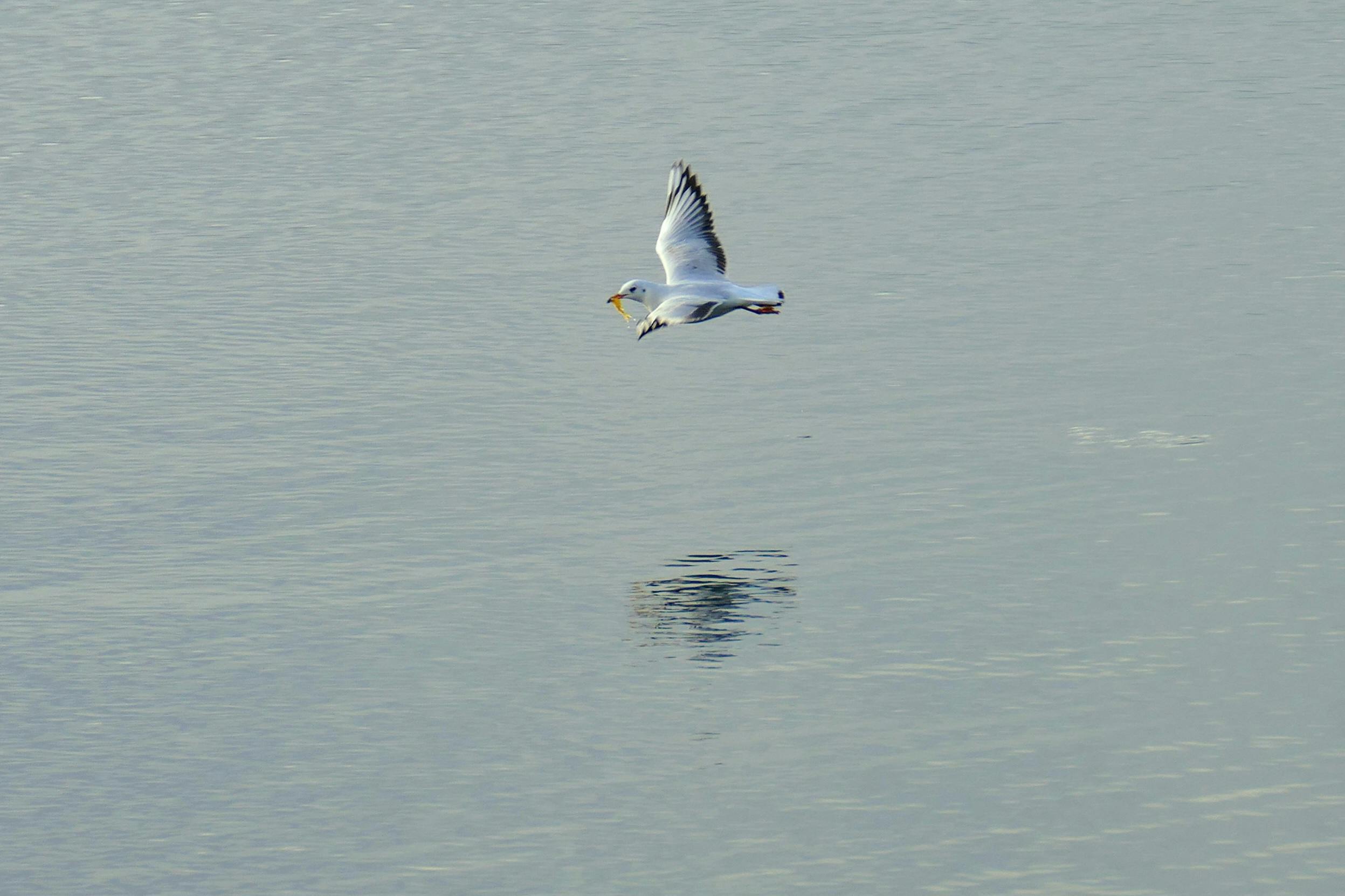 Seagull in Flight Over Calm Waters in Montevideo · Free Stock Photo