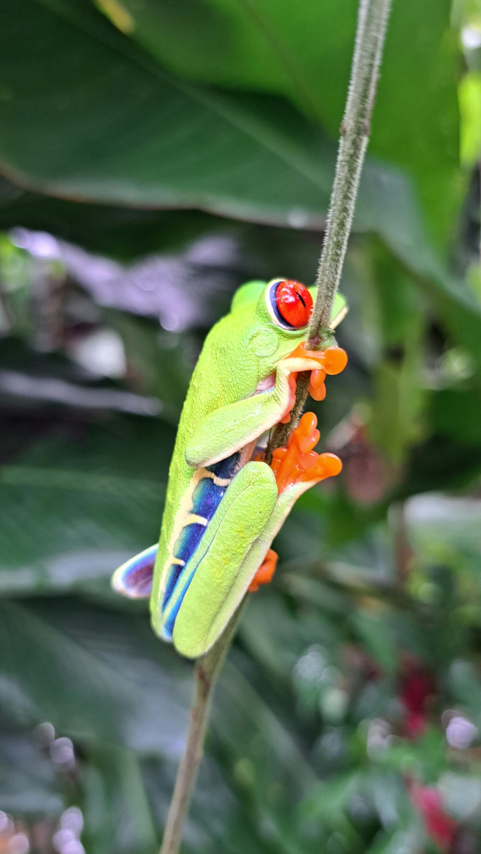 1000+ najlepszych zdjęć z kategorii: Zaba · Do pobrania całkowicie za ...