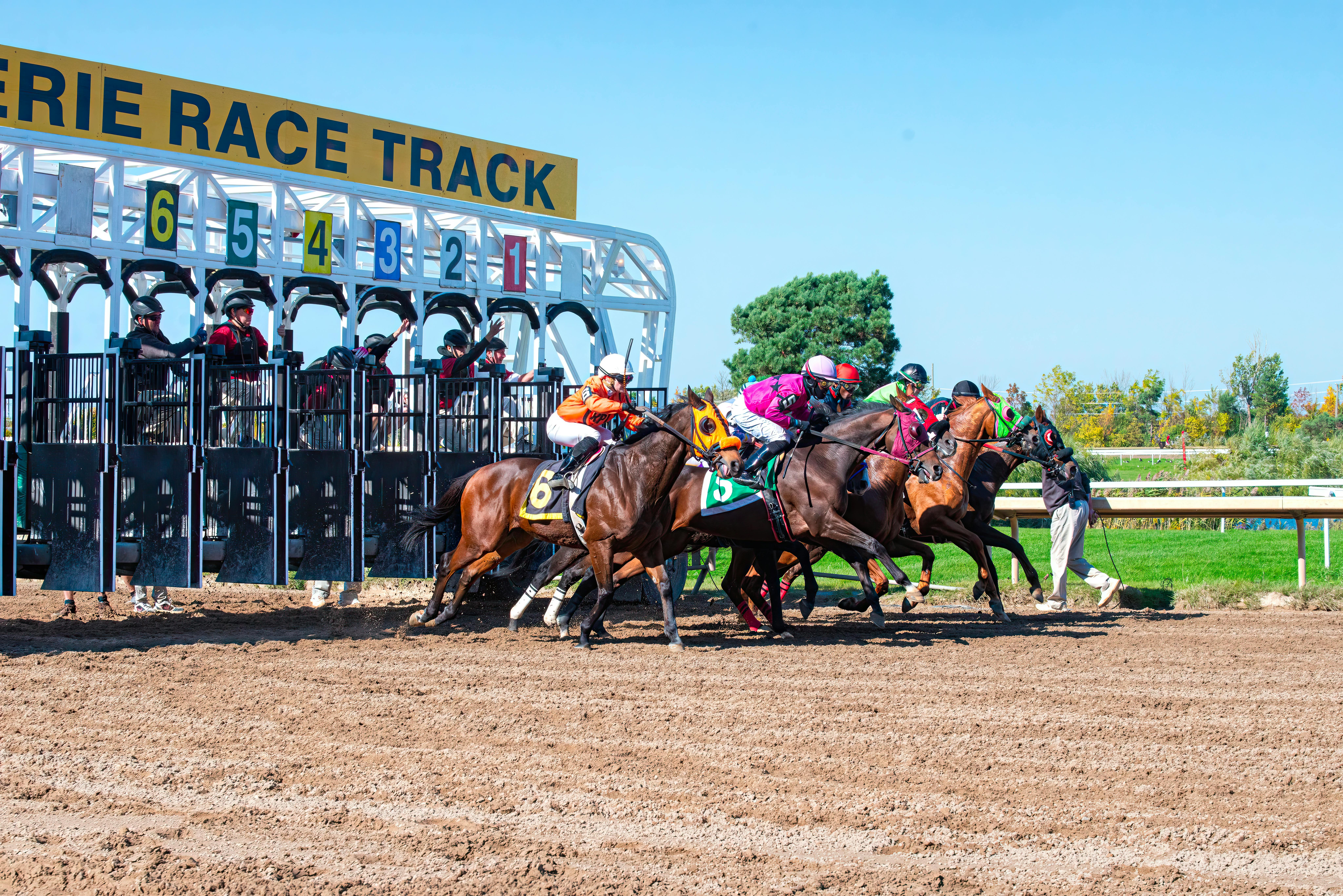 Exciting Horse Race Start at Erie Race Track · Free Stock Photo