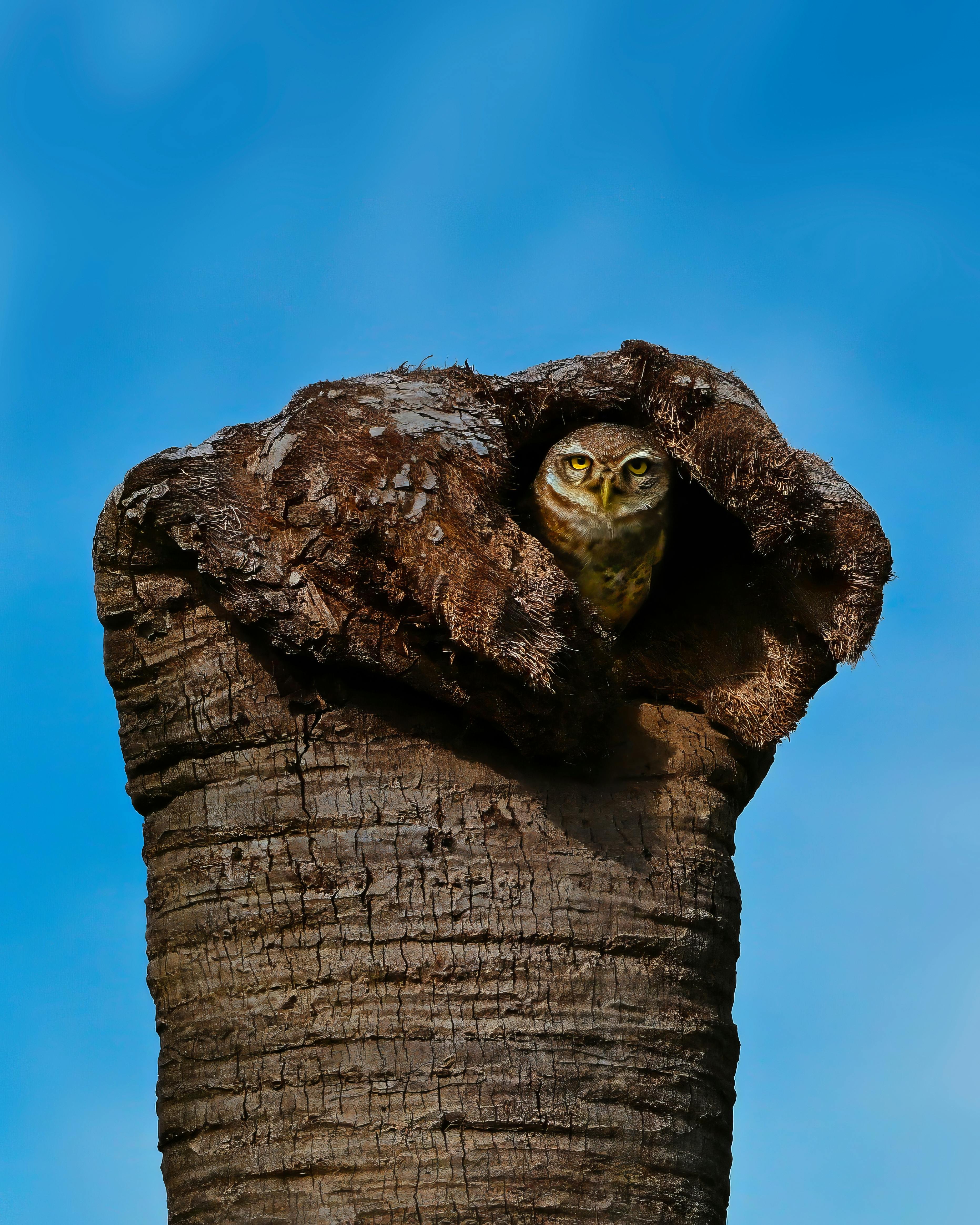 Burrowing Owl in Tree Trunk Hiding Spot · Free Stock Photo