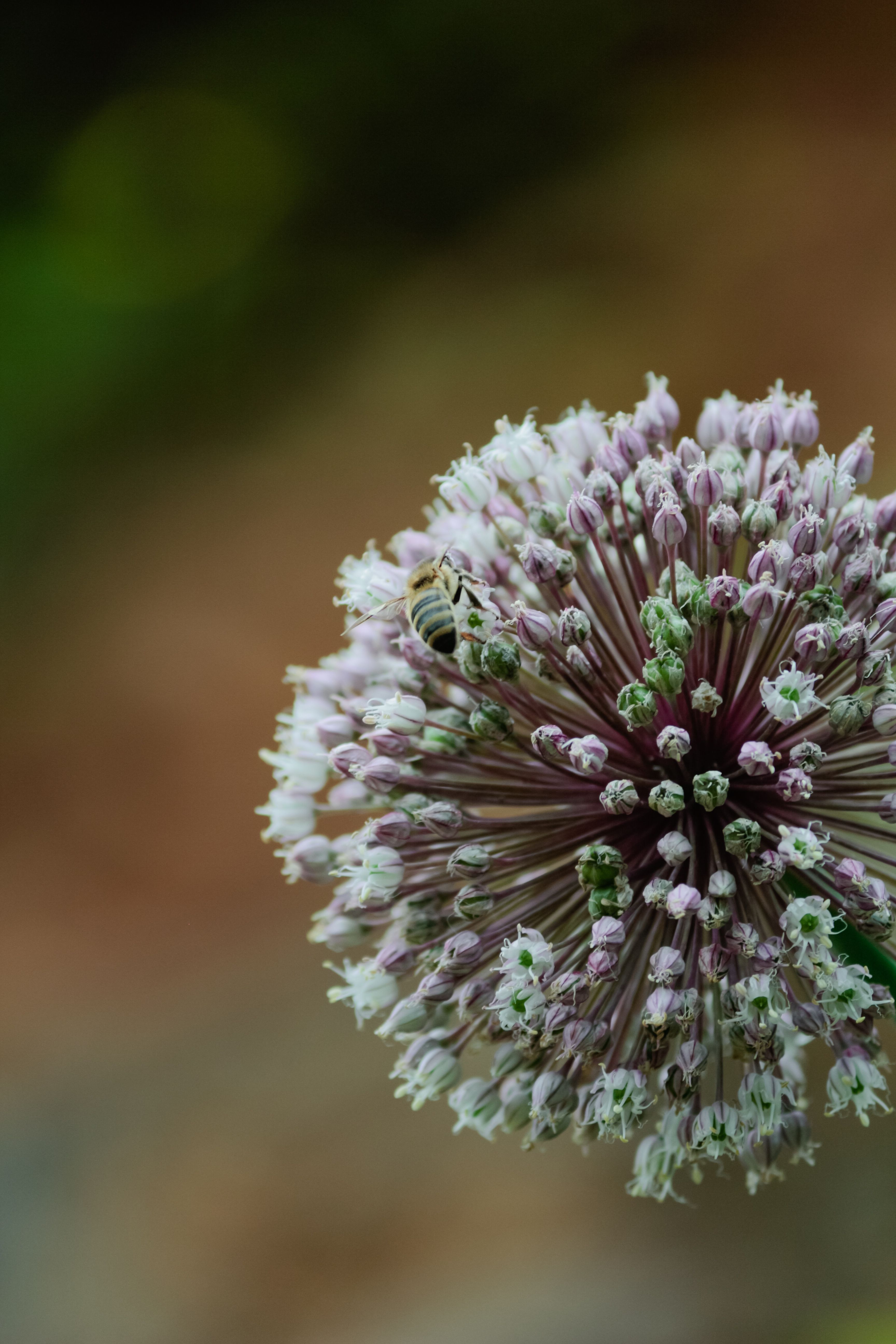Close-up of Bee Pollinating Allium Flower · Free Stock Photo
