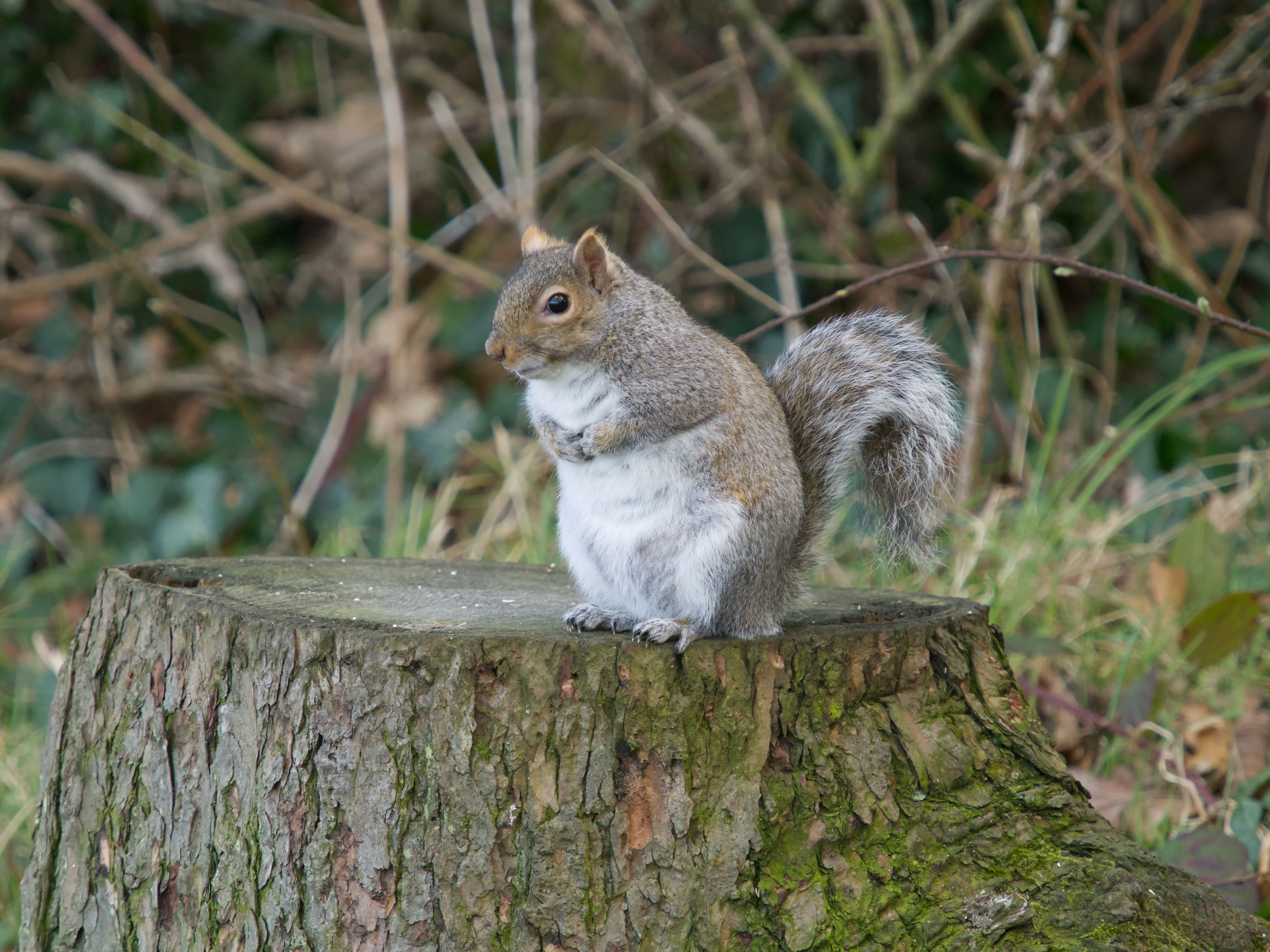 Gray Squirrel on a Tree Stump in Northern Ireland · Free Stock Photo