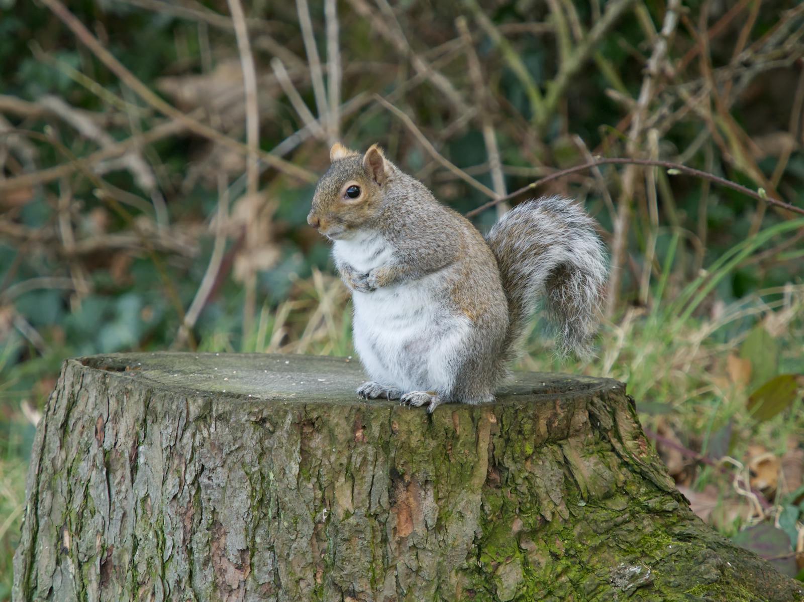 Gray Squirrel Photos, Download The BEST Free Gray Squirrel Stock Photos ...
