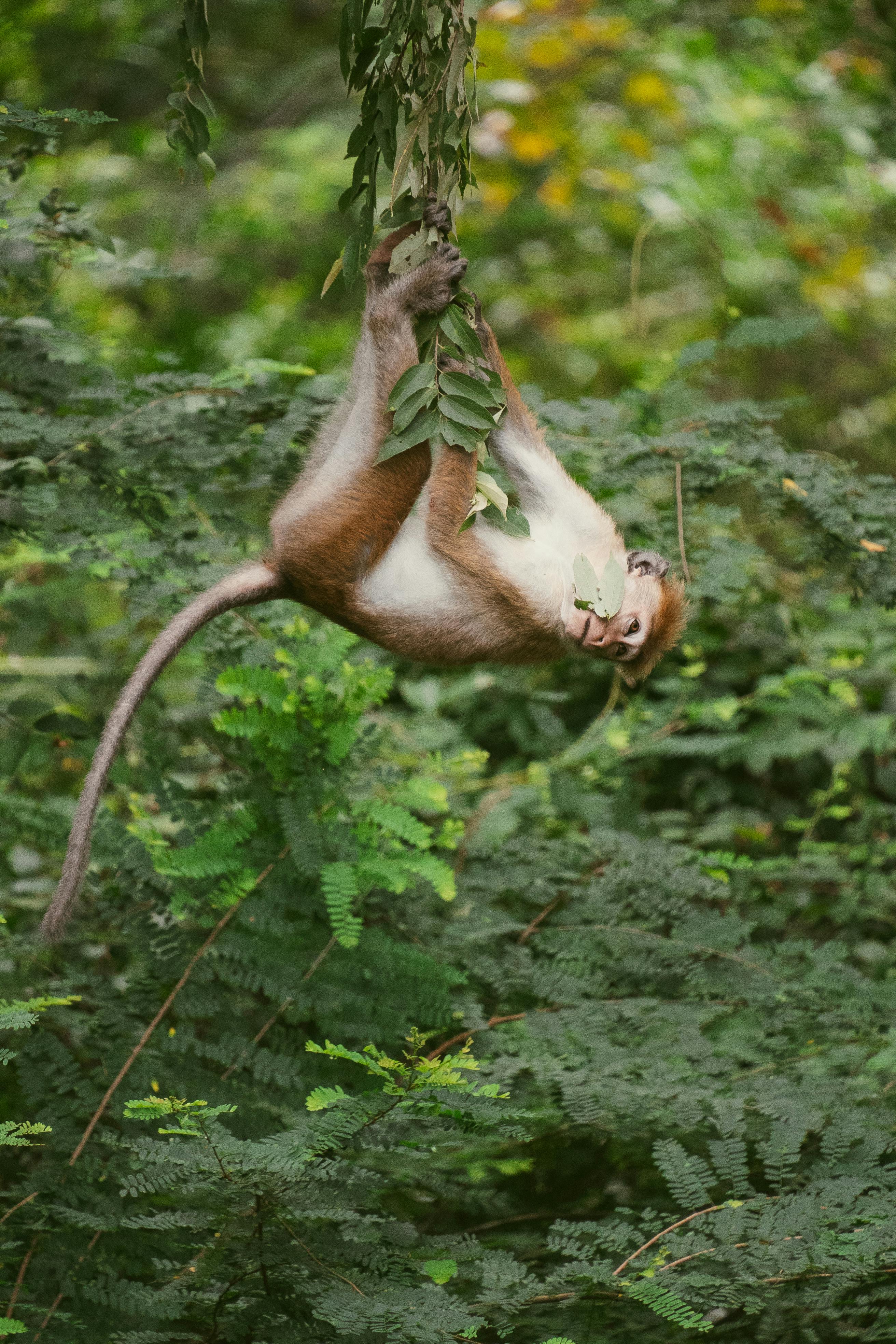 Playful Monkey Hanging Upside Down in Jungle · Free Stock Photo
