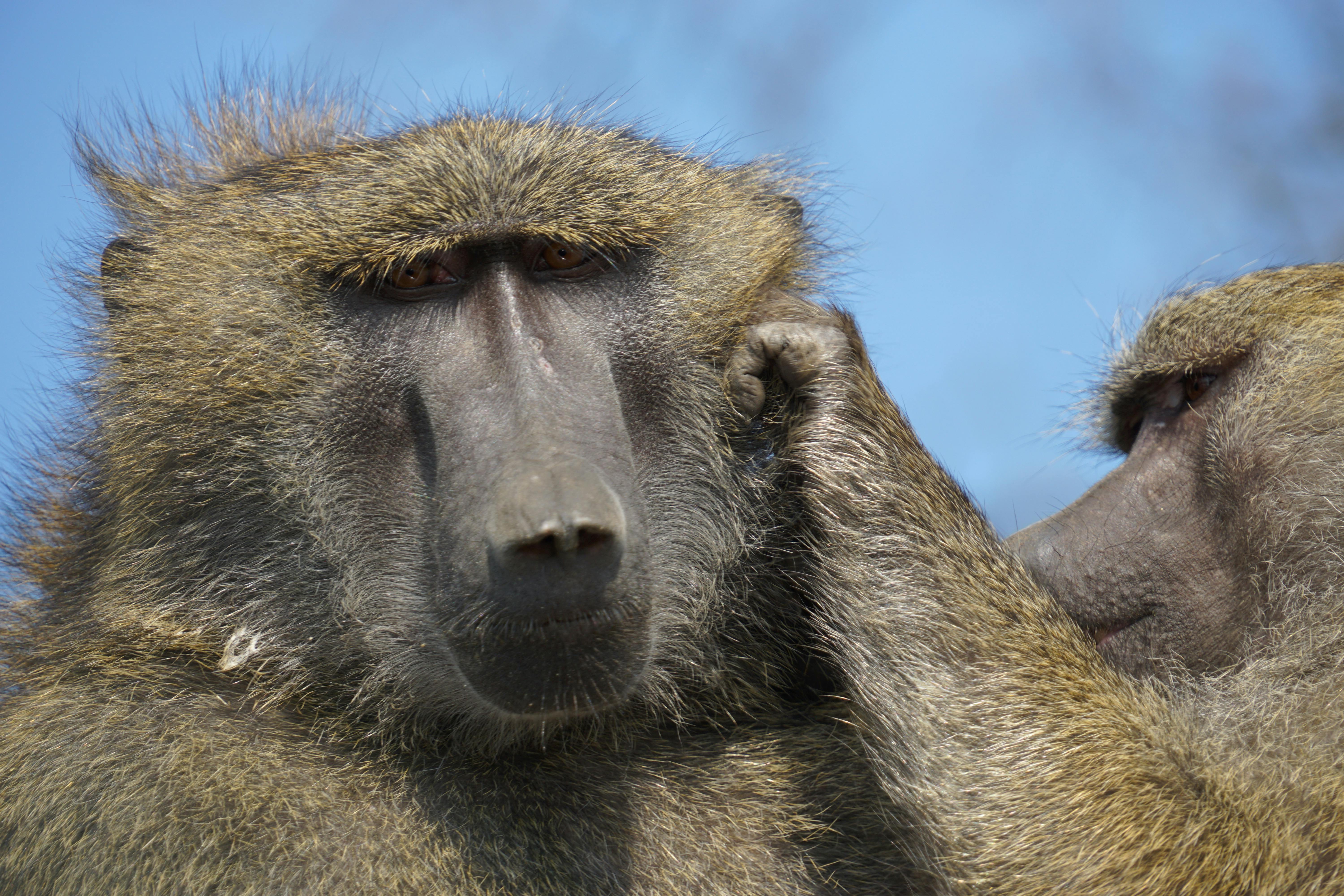 Close-Up of Two Baboons Grooming Each Other · Free Stock Photo