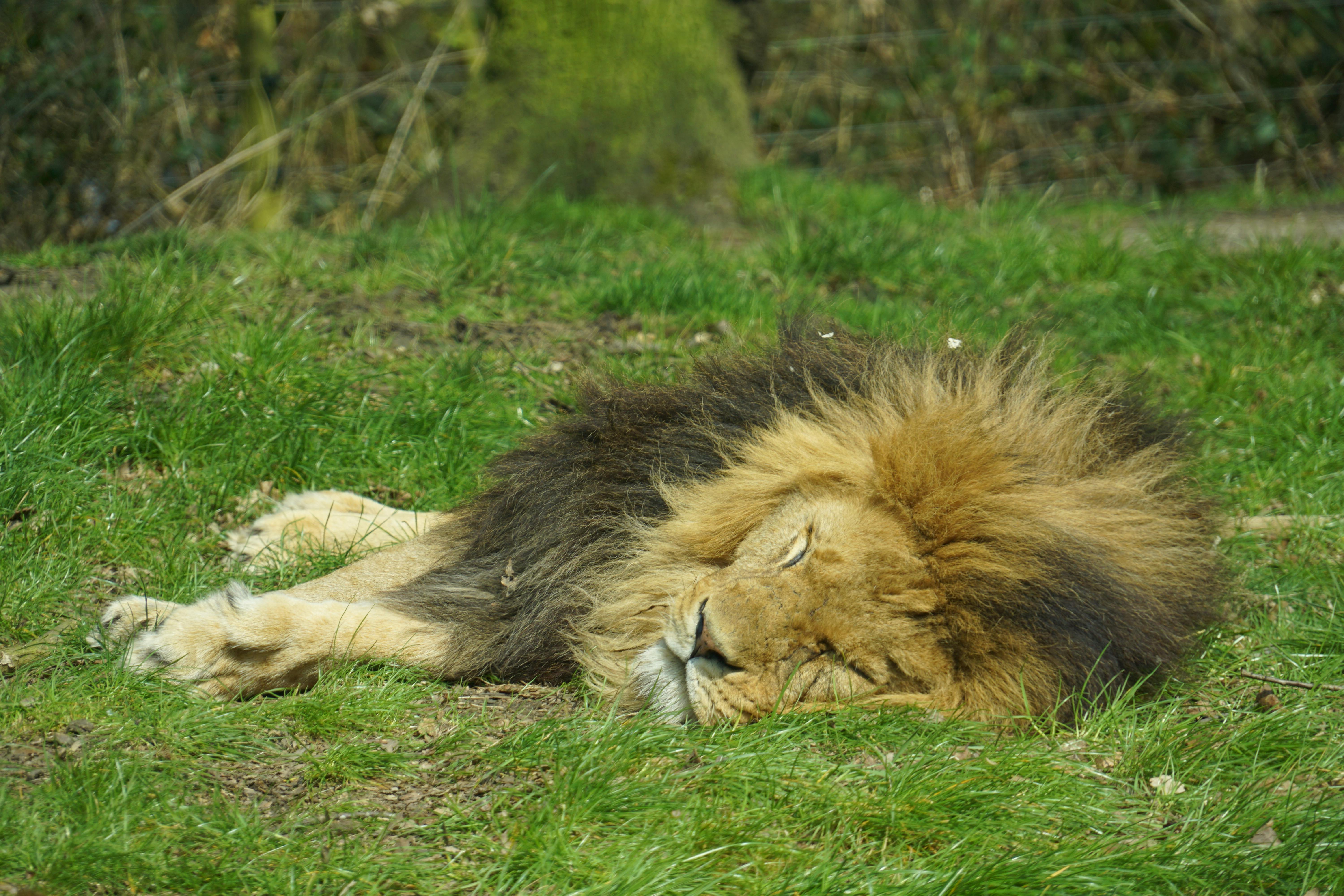 Relaxed Lion Sleeping on Grass in Sun · Free Stock Photo