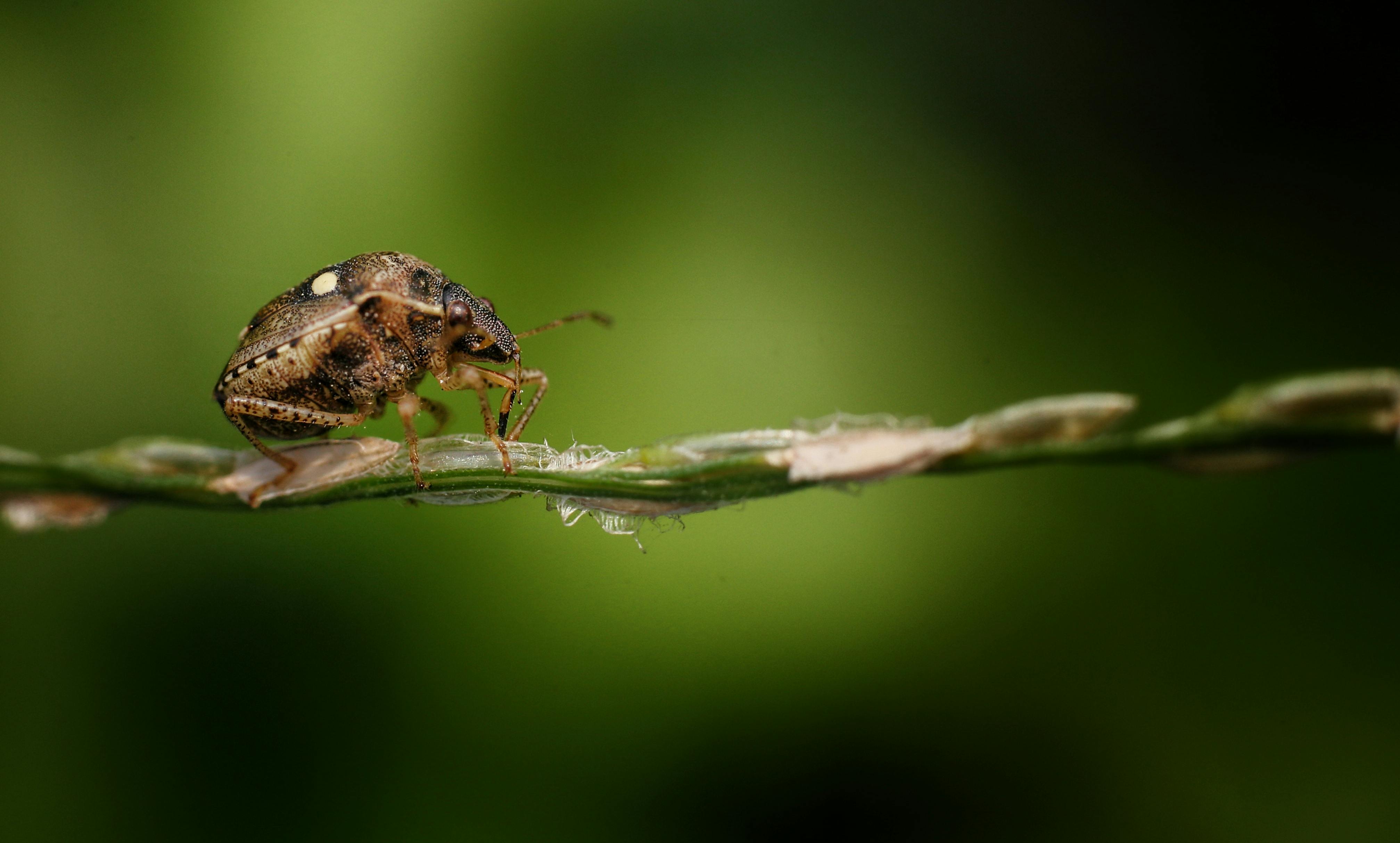 Bug Background Photos, Download The BEST Free Bug Background Stock ...