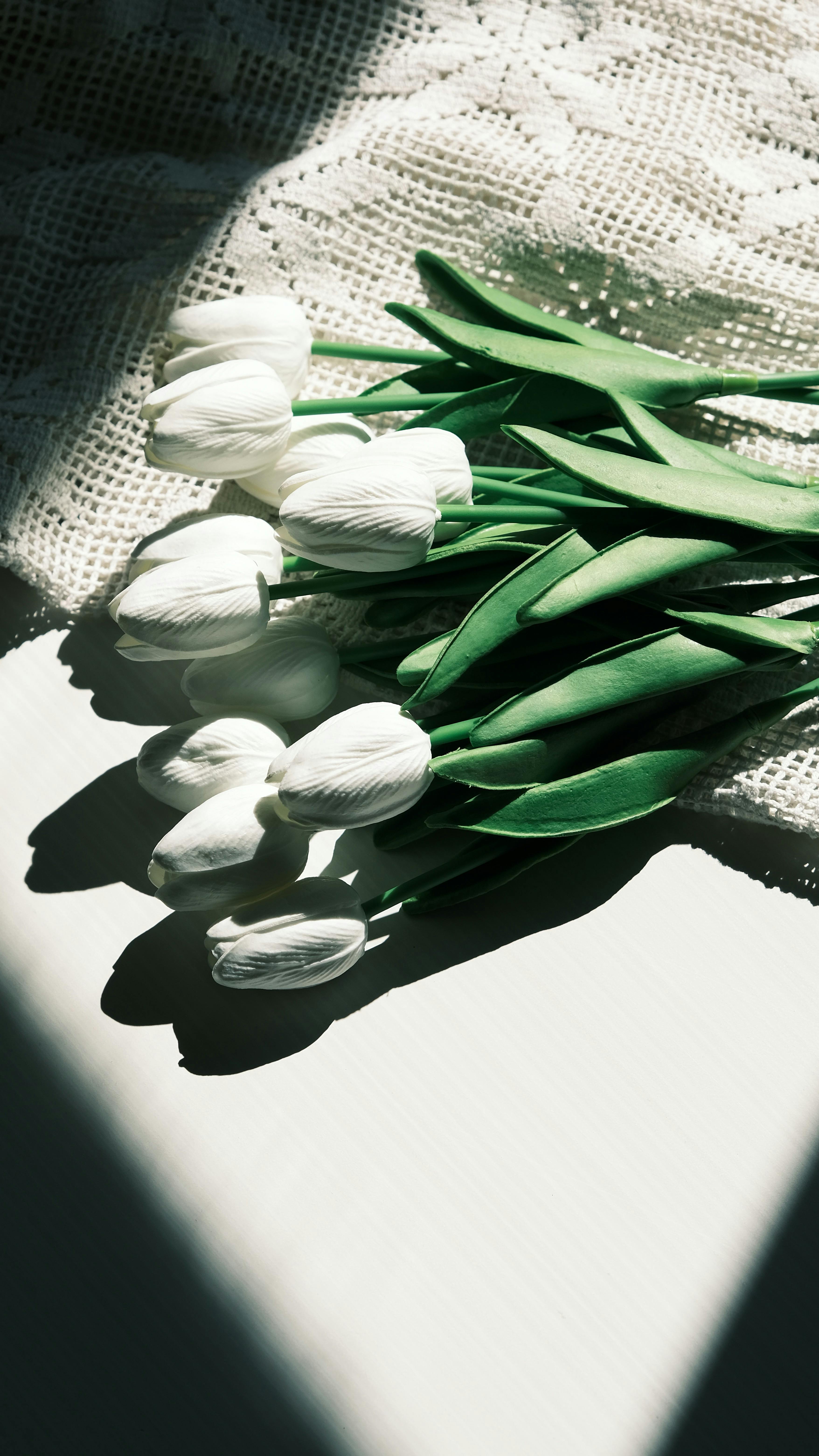 White Tulips on Lace in Sunlight · Free Stock Photo