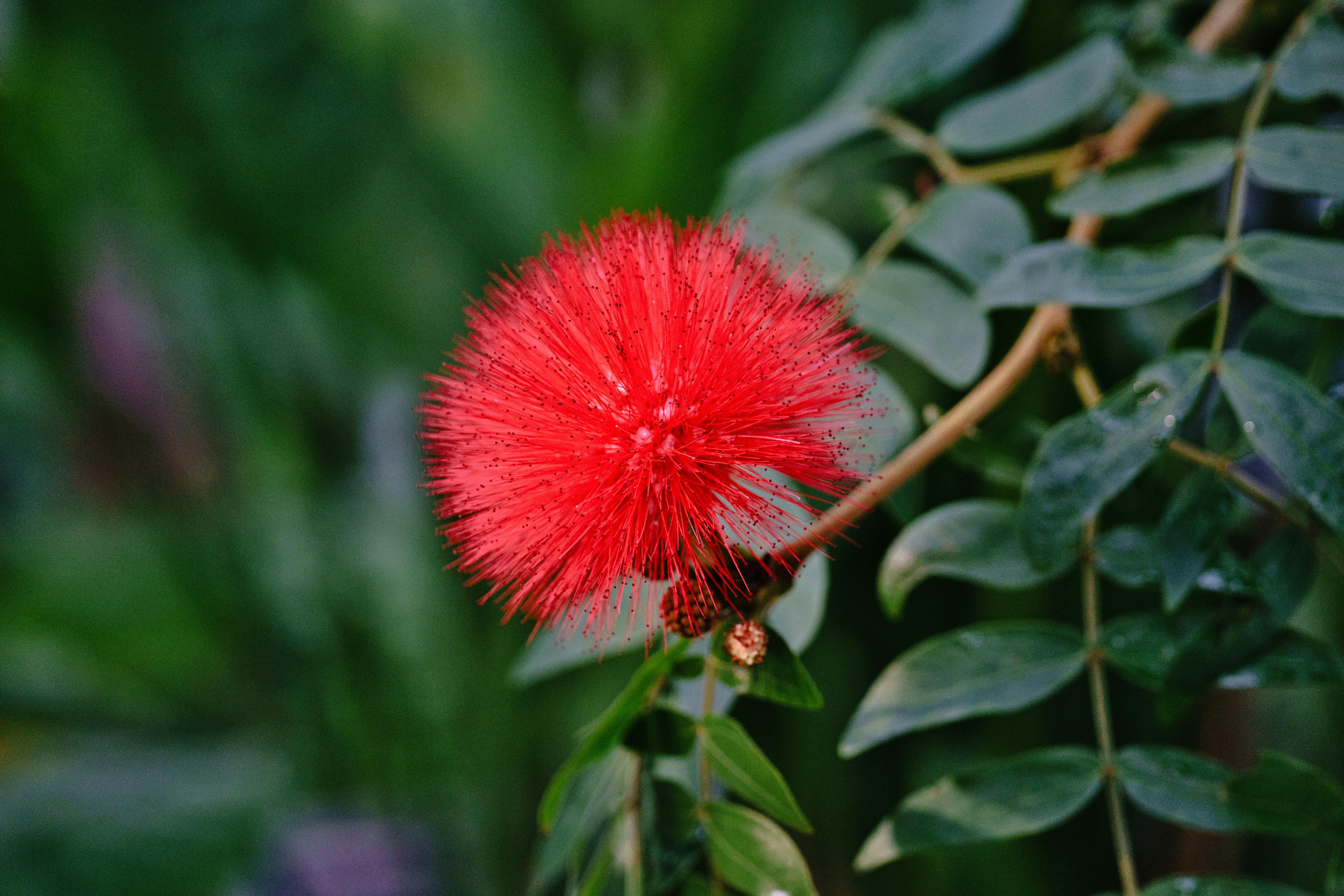 Vibrant Red Calliandra Flower in Lush Greenery · Free Stock Photo