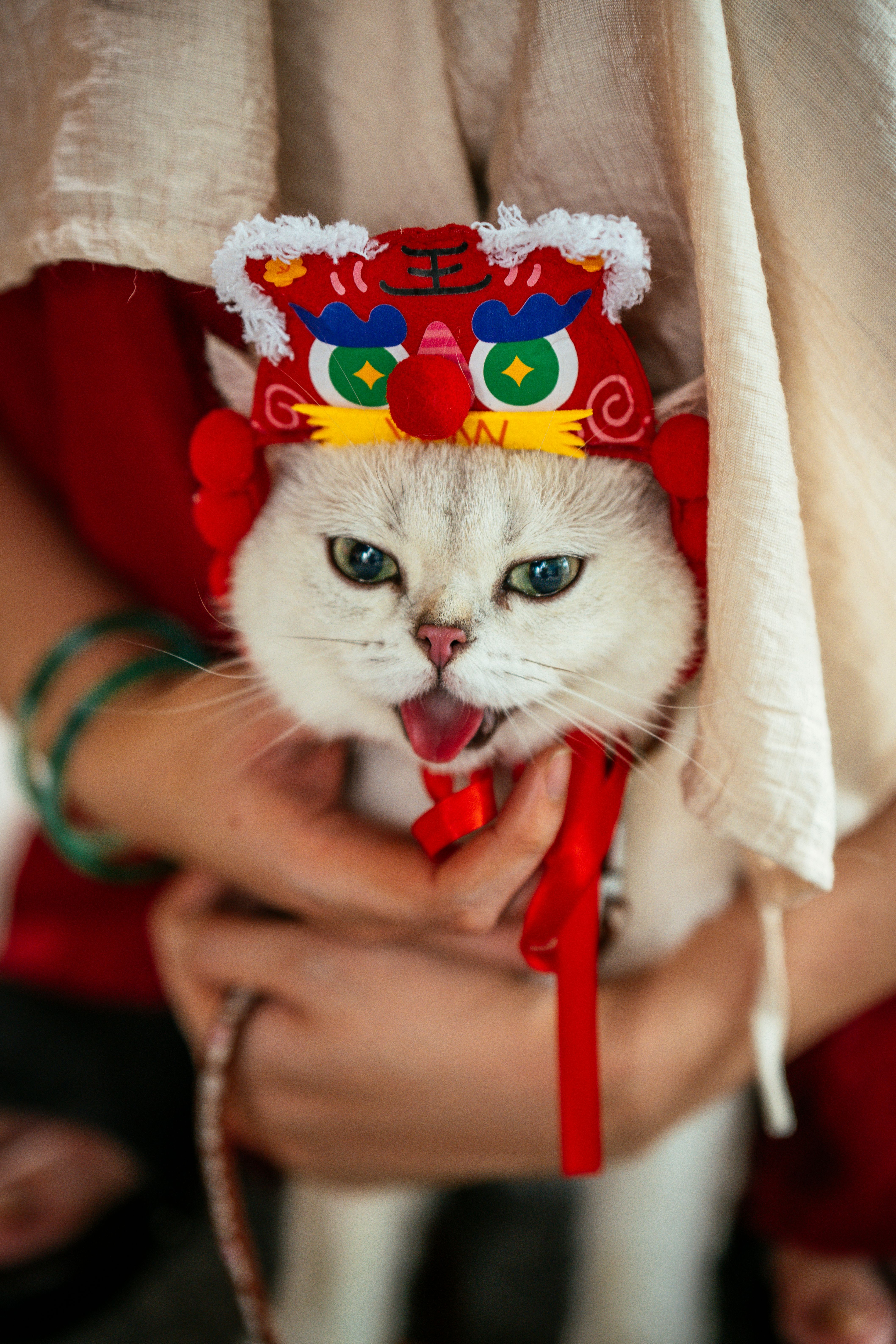 Cute Cat in Festive Chinese Lion Dance Costume · Free Stock Photo