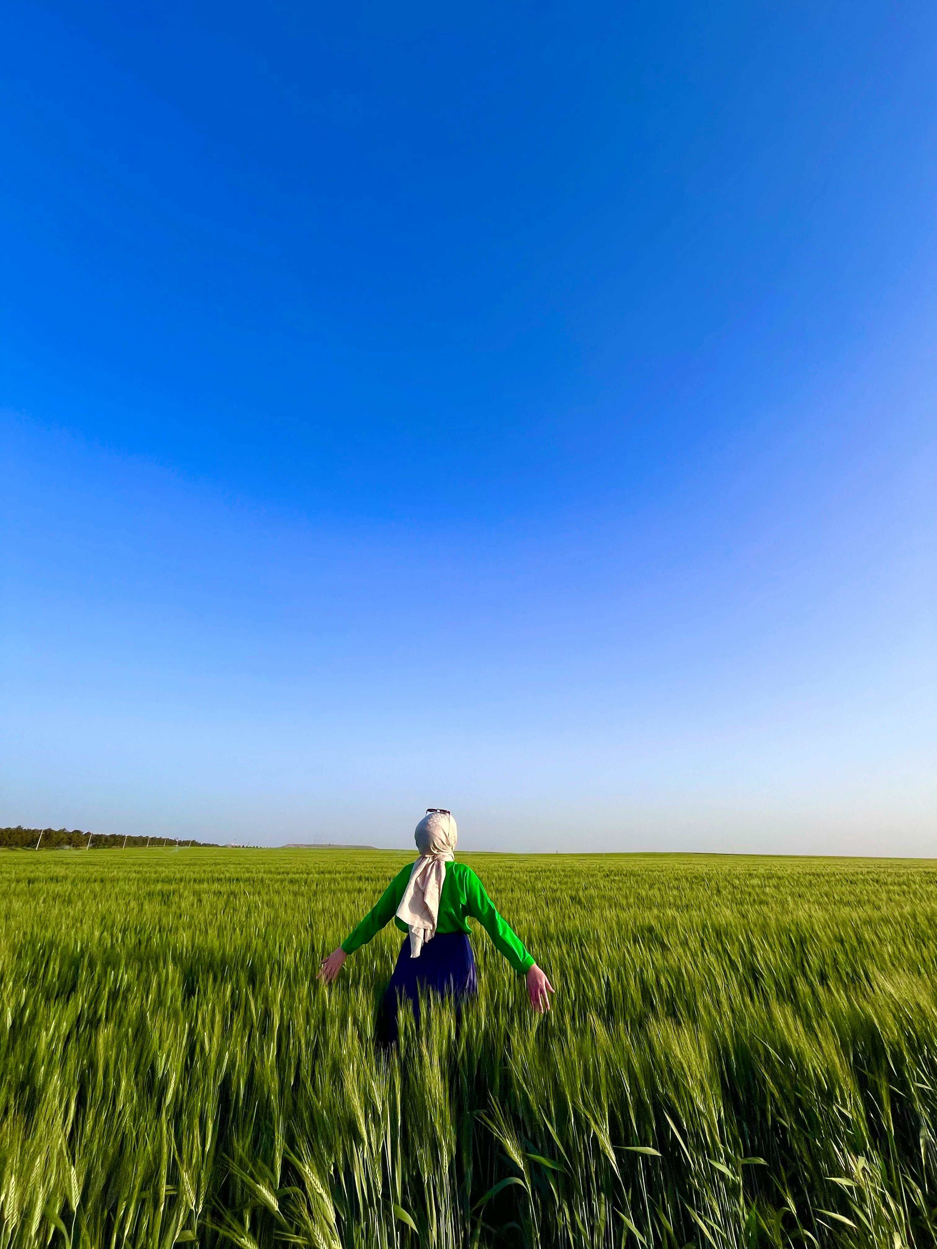 Wheat Field Green Phase Photos, Download The BEST Free Wheat Field ...