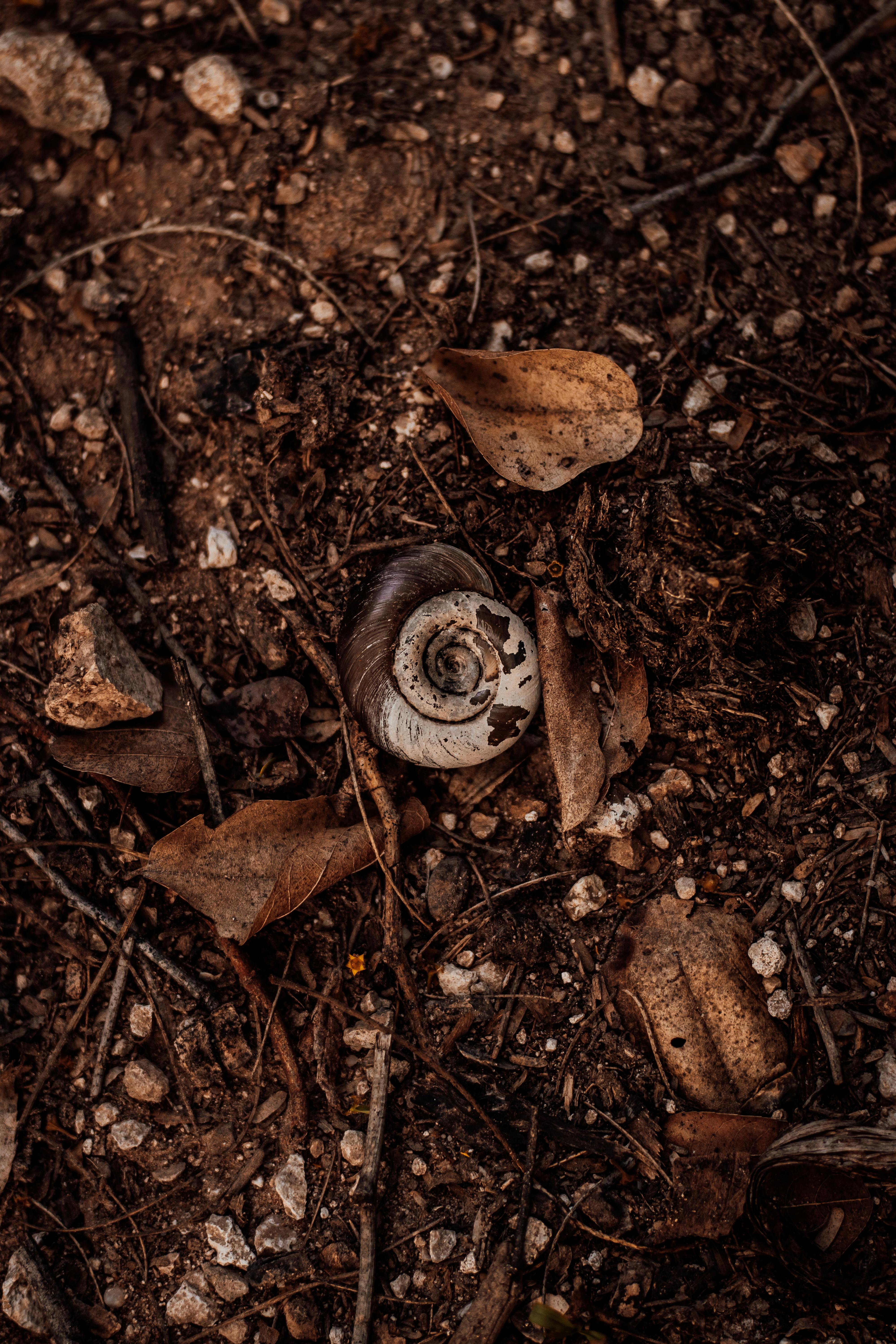 Weathered Shell on Earthy Forest Floor · Free Stock Photo
