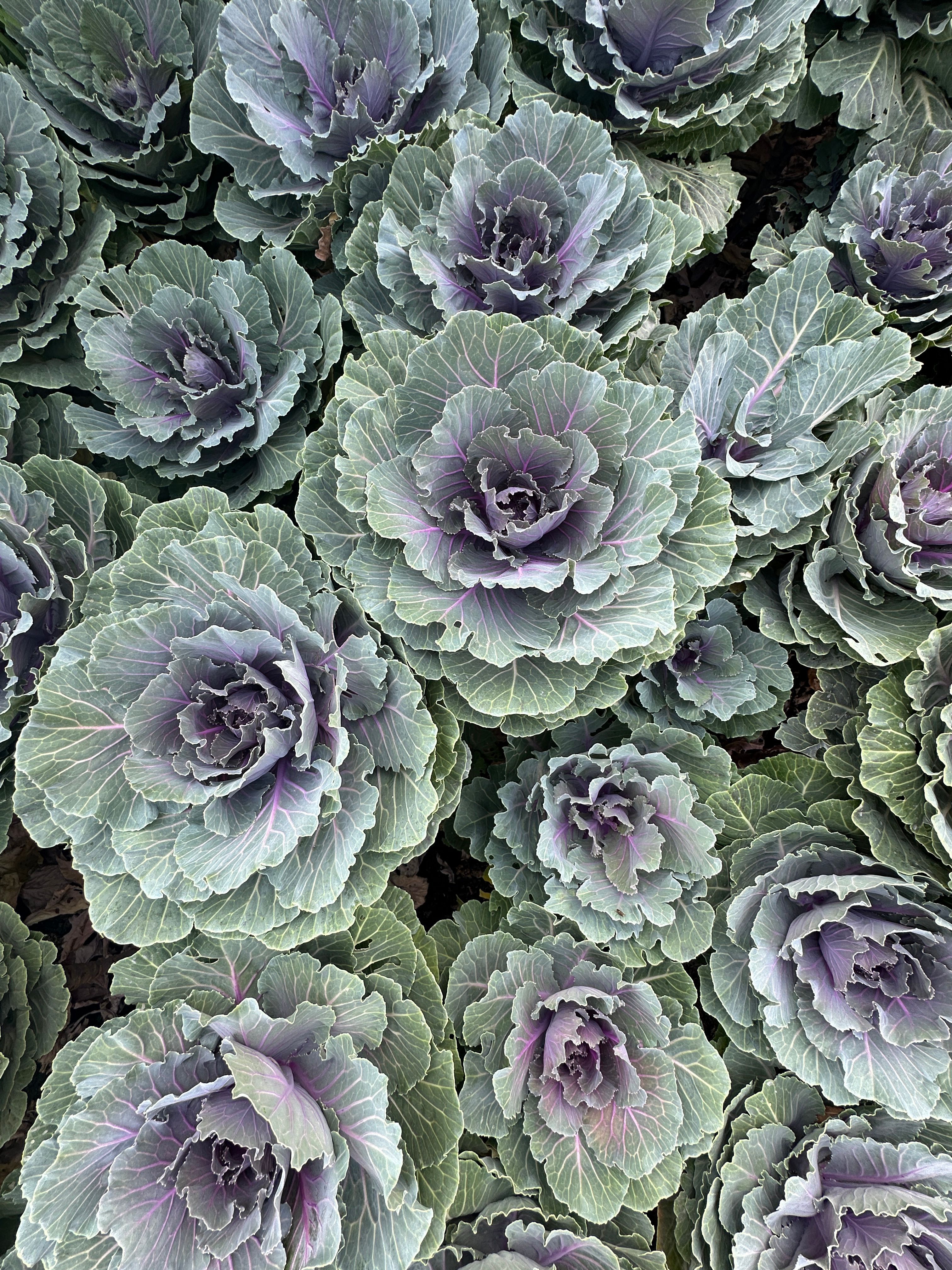 Vibrant Ornamental Cabbage Garden Close-Up · Free Stock Photo