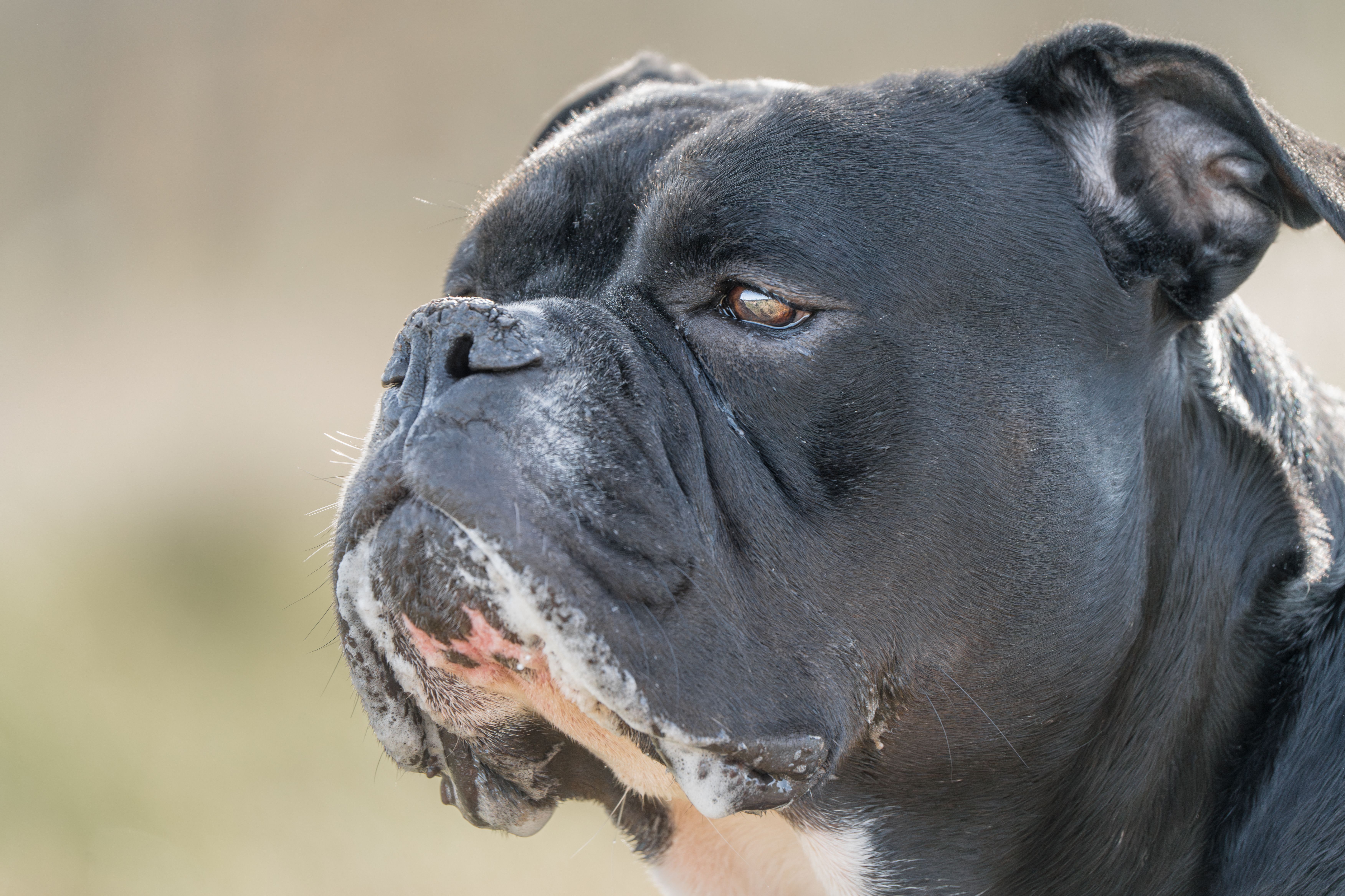 Boxer Military Dog Photos, Download The BEST Free Boxer Military Dog ...