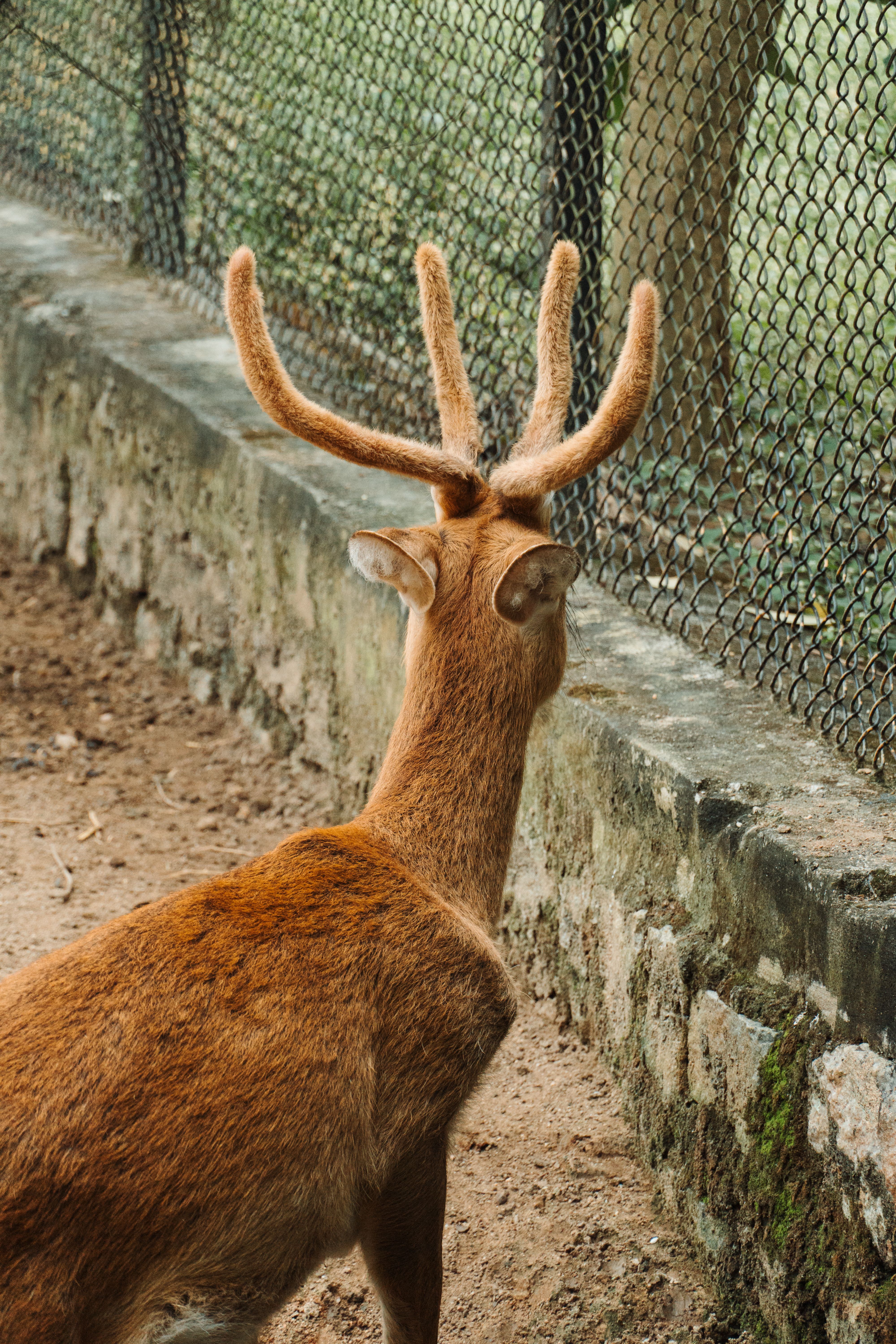 Majestic Deer in Bengaluru Wildlife Habitat · Free Stock Photo