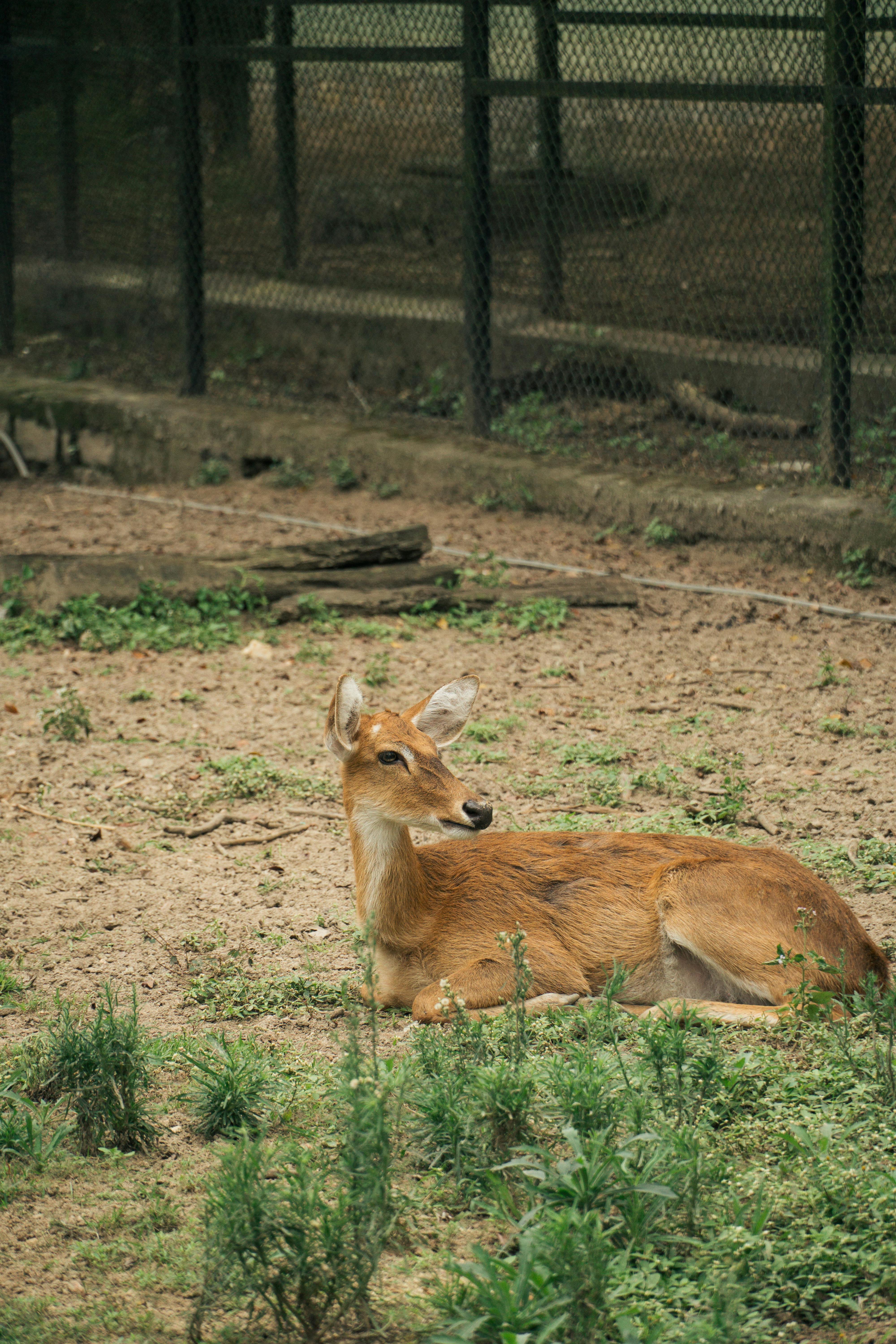 Resting Deer in Bengaluru Wildlife Sanctuary · Free Stock Photo