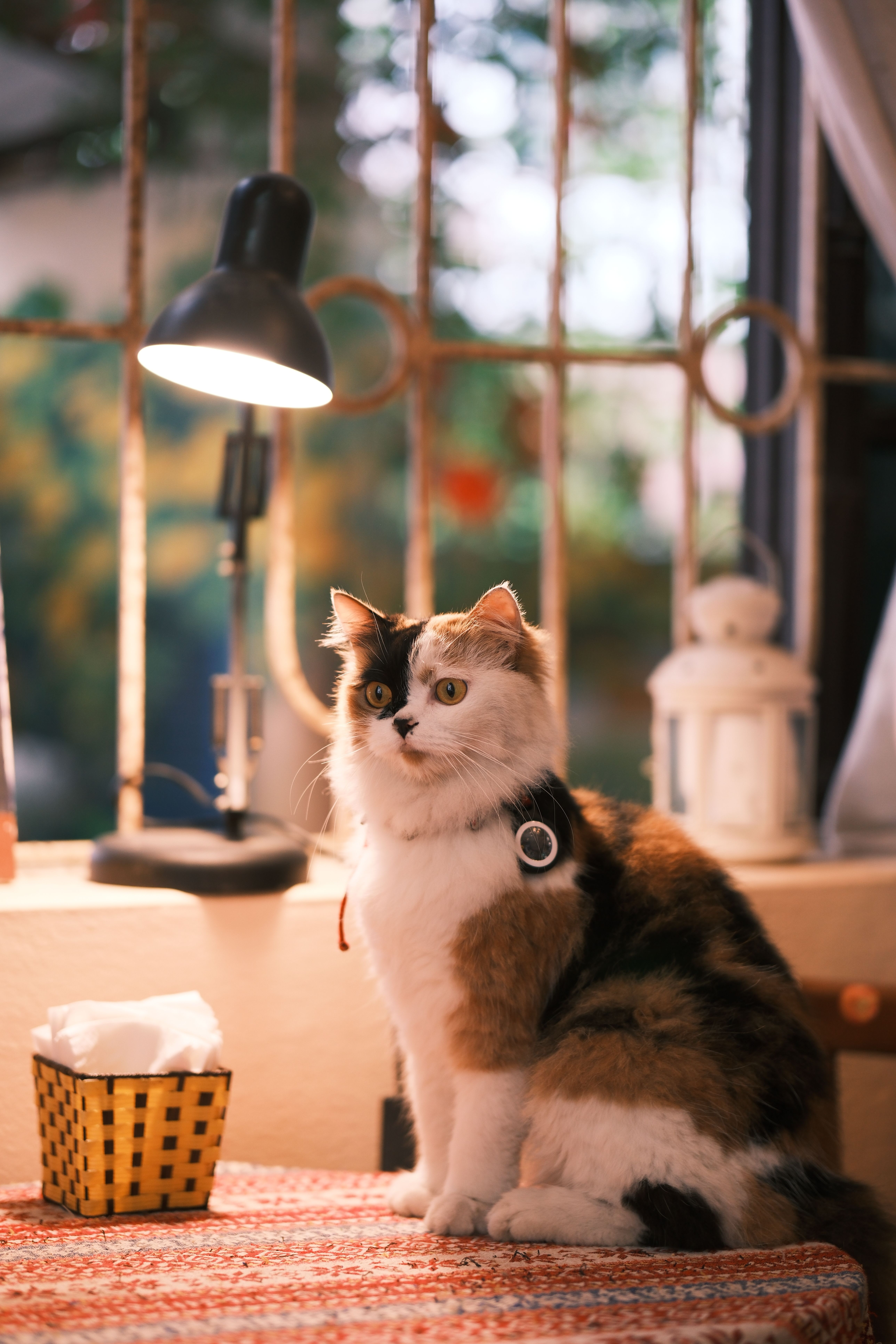 Calico Cat Sitting Next to Table Lamp Indoors · Free Stock Photo