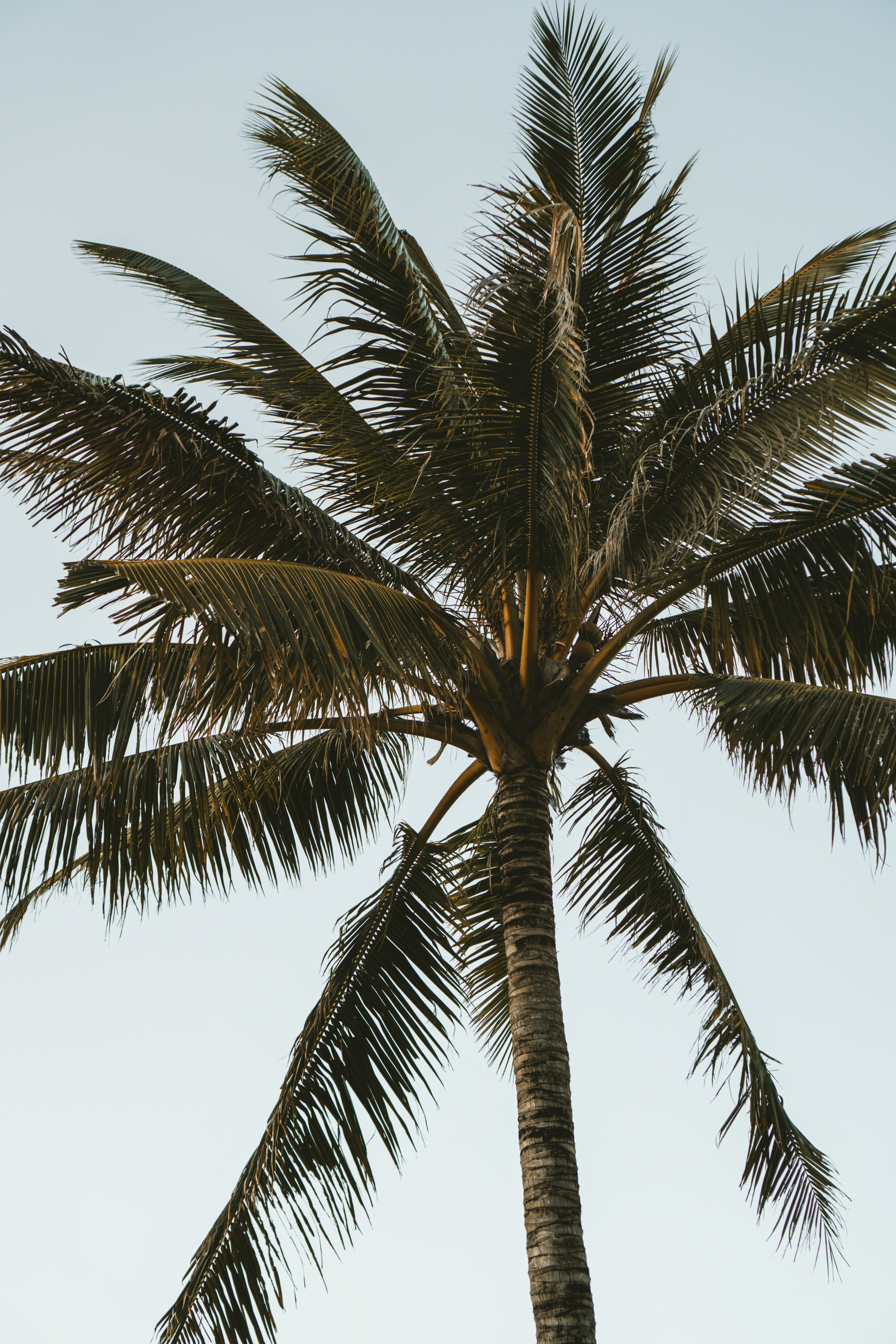 Low Angle Photography Of Palm Tree · Free Stock Photo