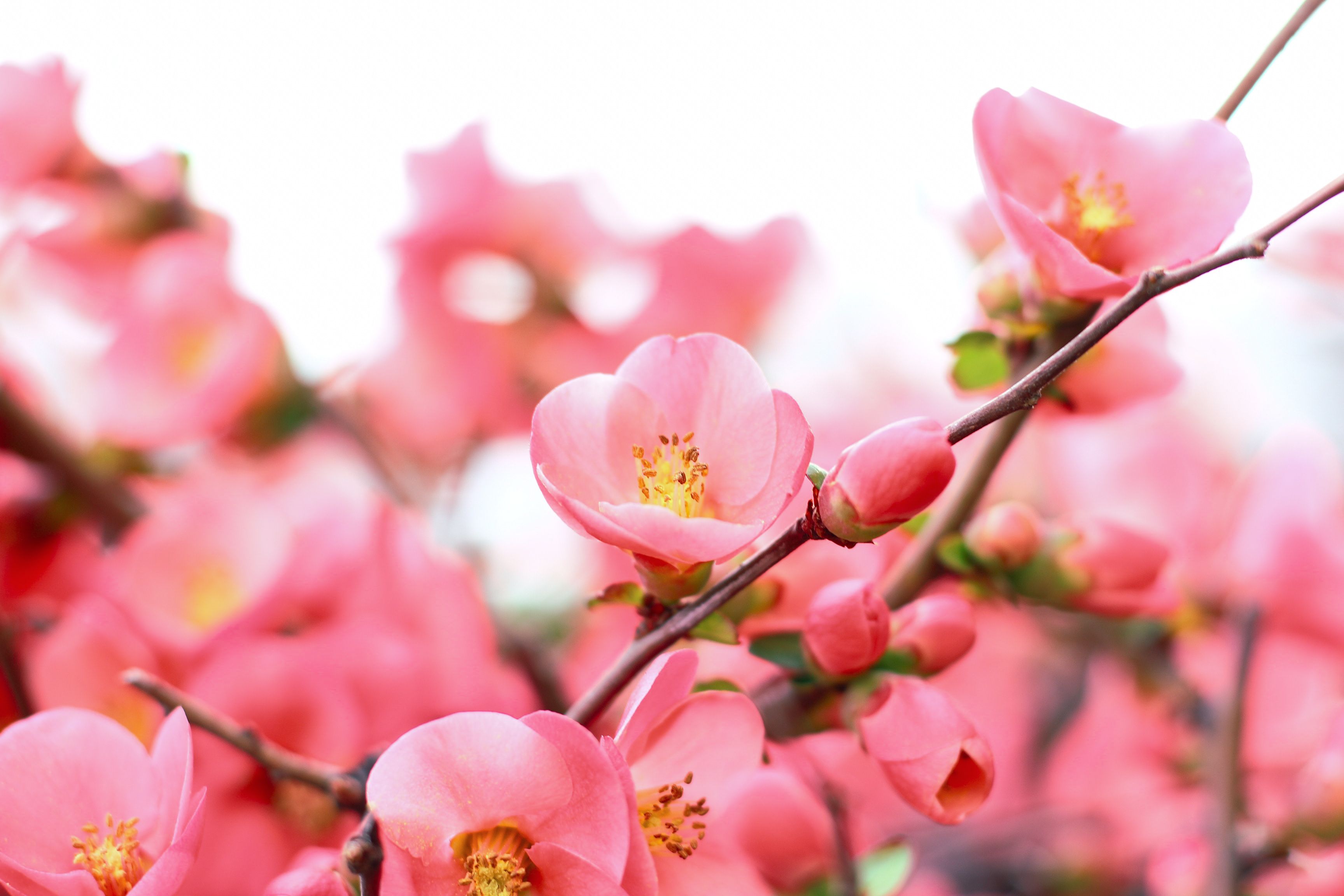Vibrant Spring Blossoms in Full Bloom · Free Stock Photo