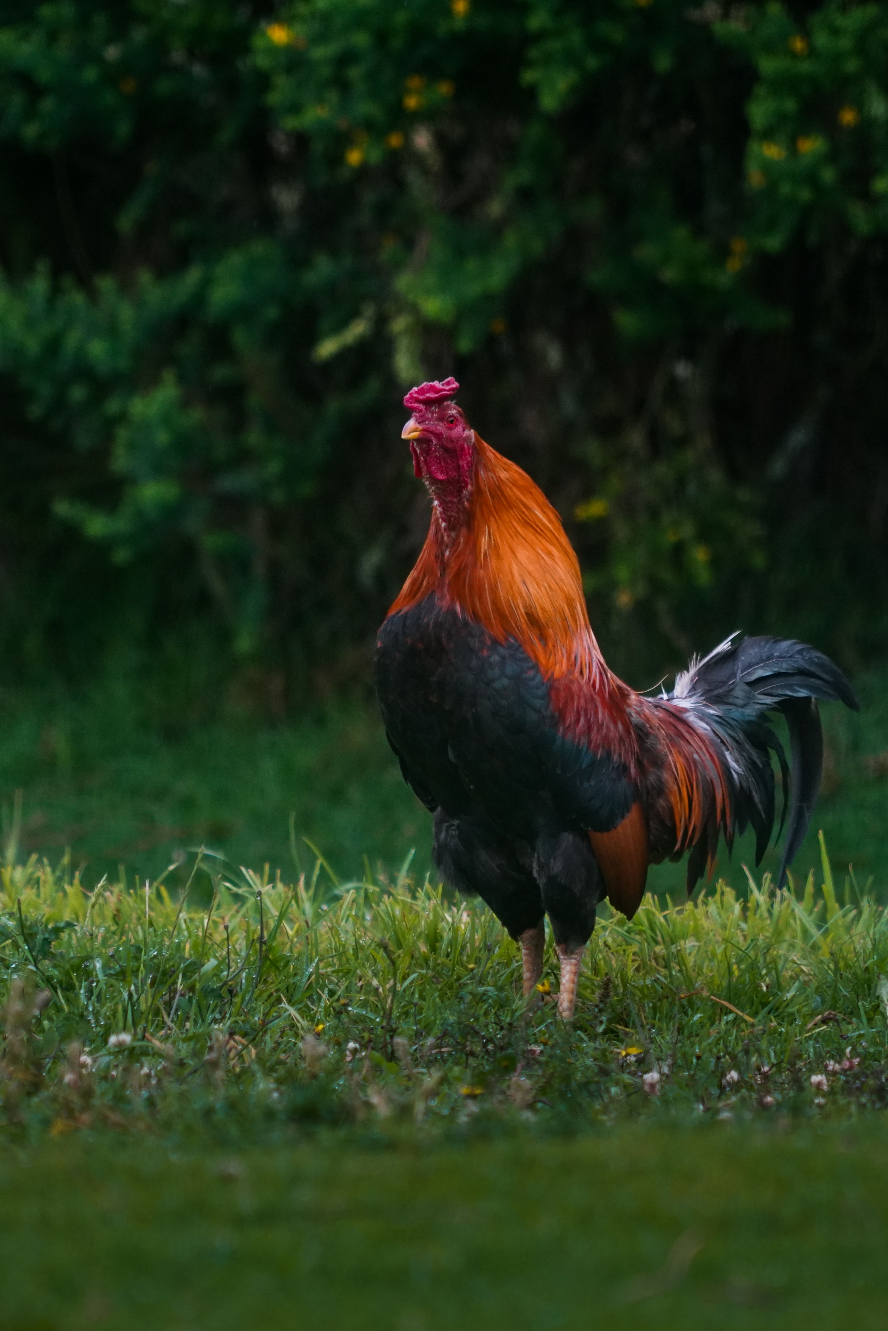 Coq · Photo gratuite