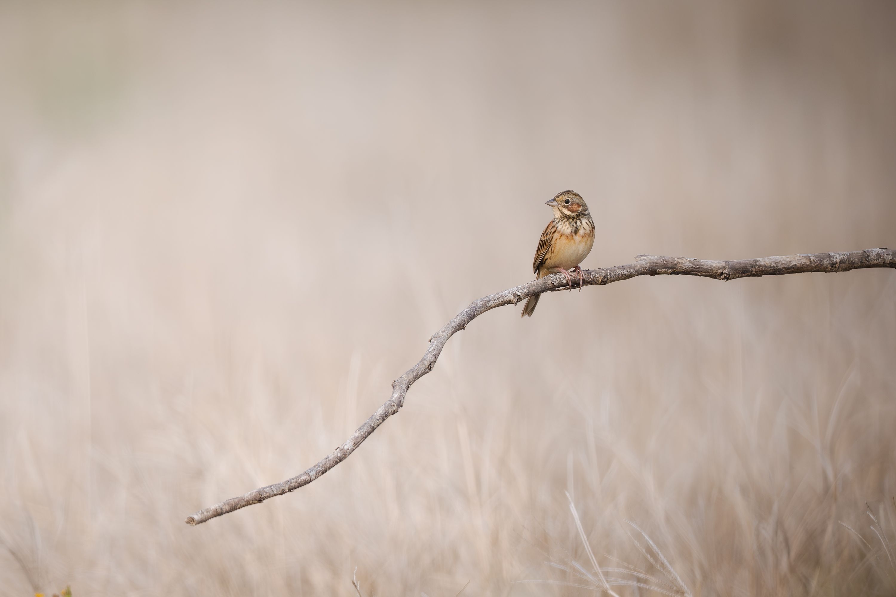 Plain Background For Sparrow Photos, Download The BEST Free Plain ...