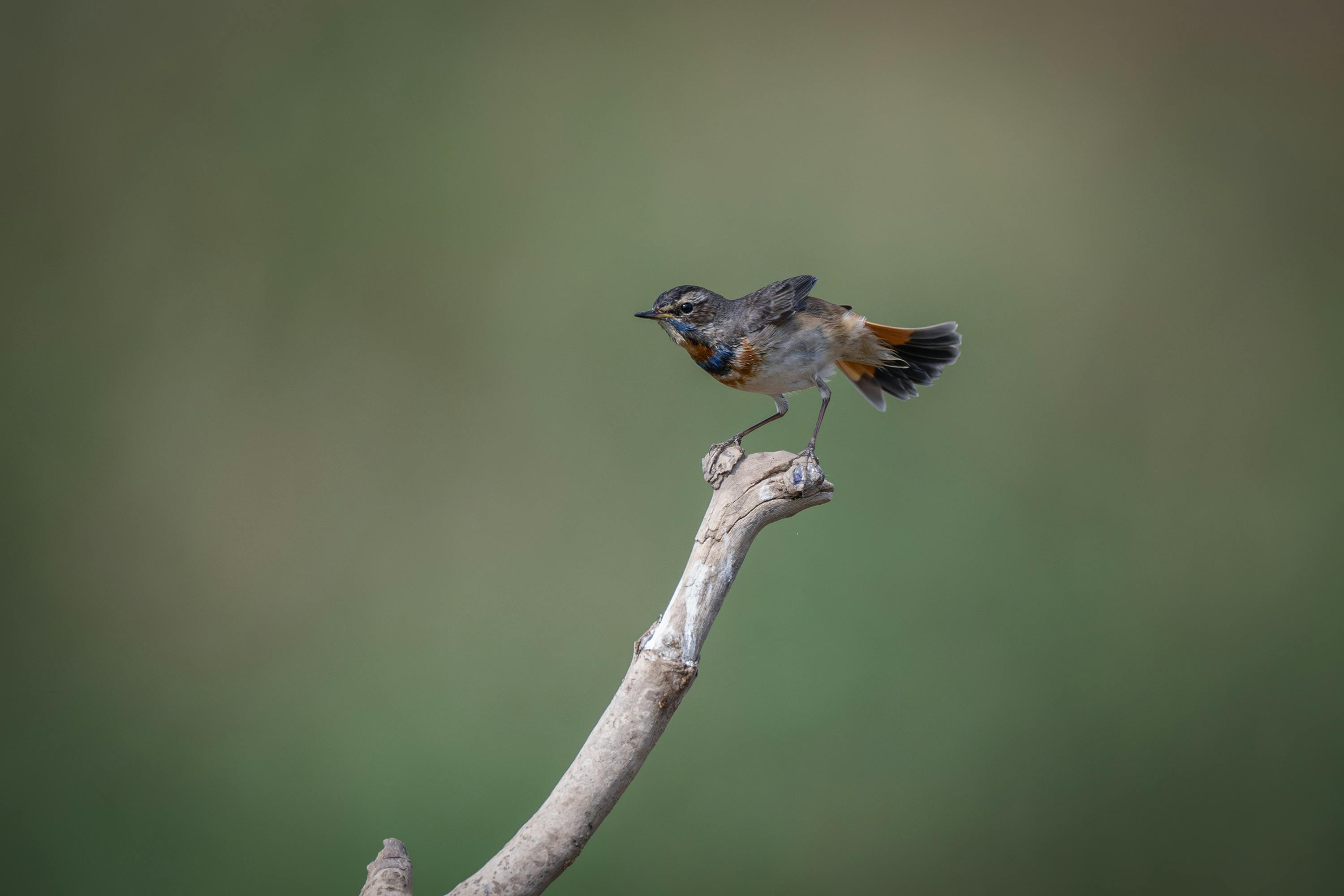 Bird Rest Photos, Download The BEST Free Bird Rest Stock Photos & HD Images