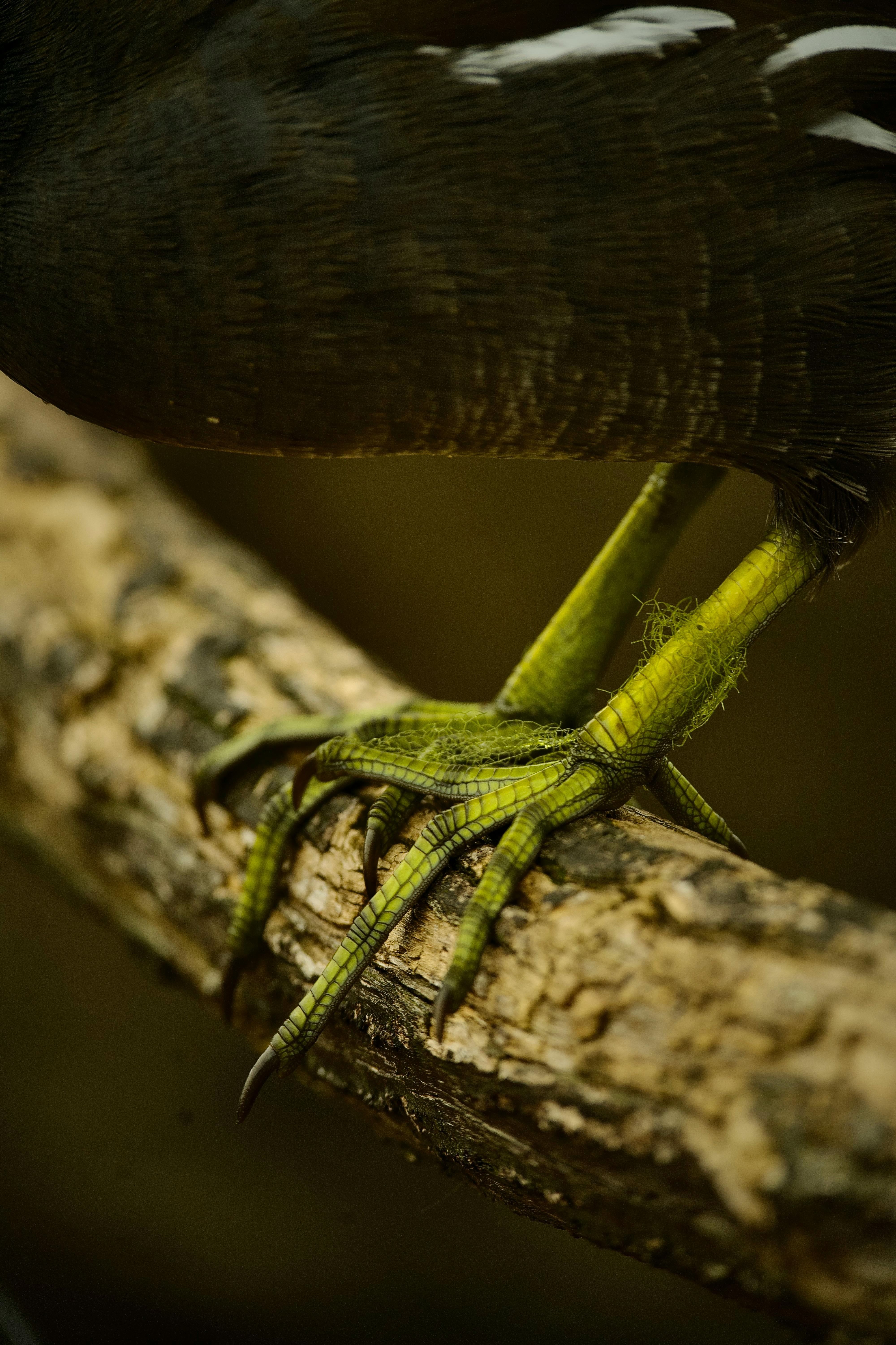 Close-up of Bird's Intricate Green Talons · Free Stock Photo