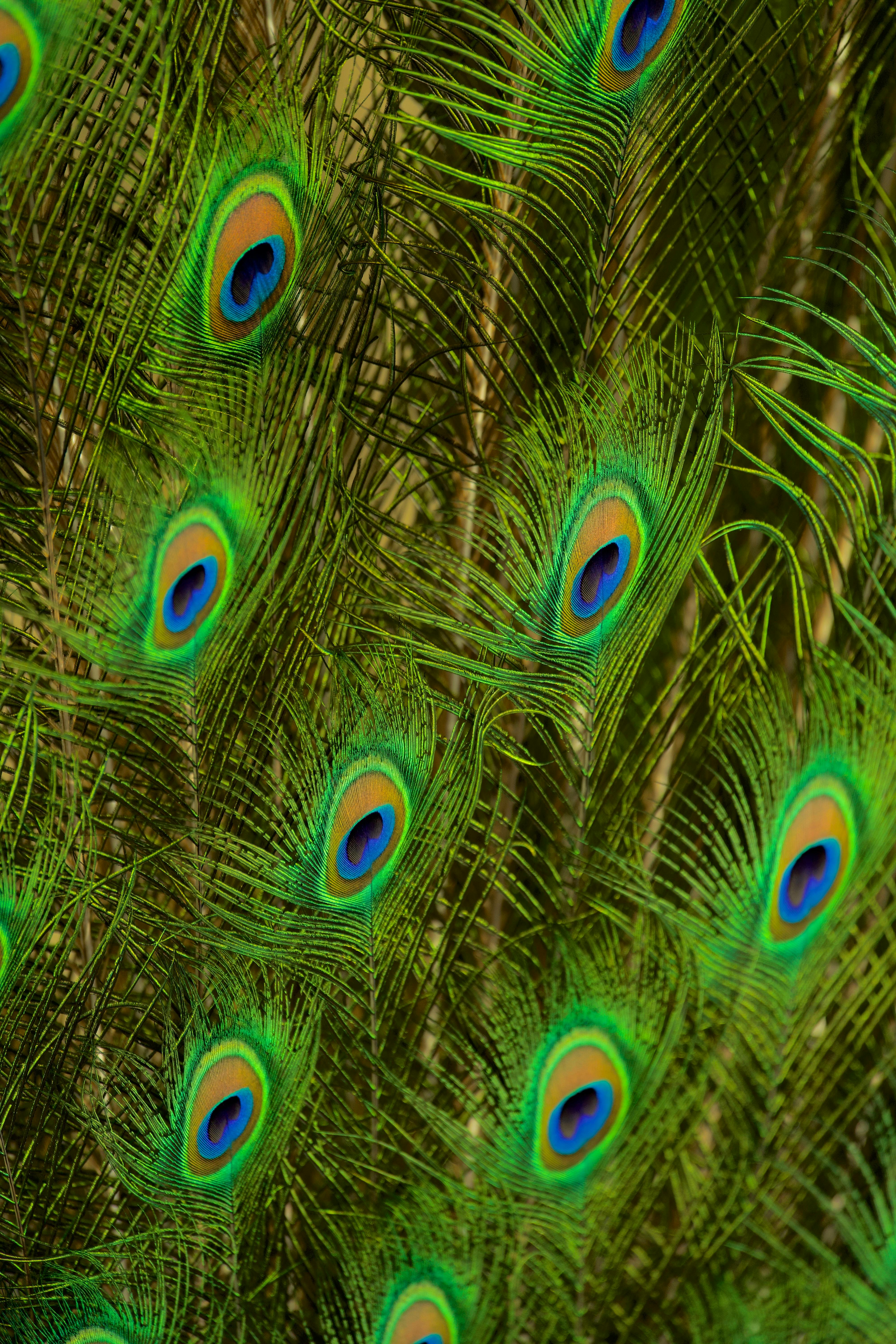 Close-up of Vibrant Peafowl Feathers Pattern · Free Stock Photo