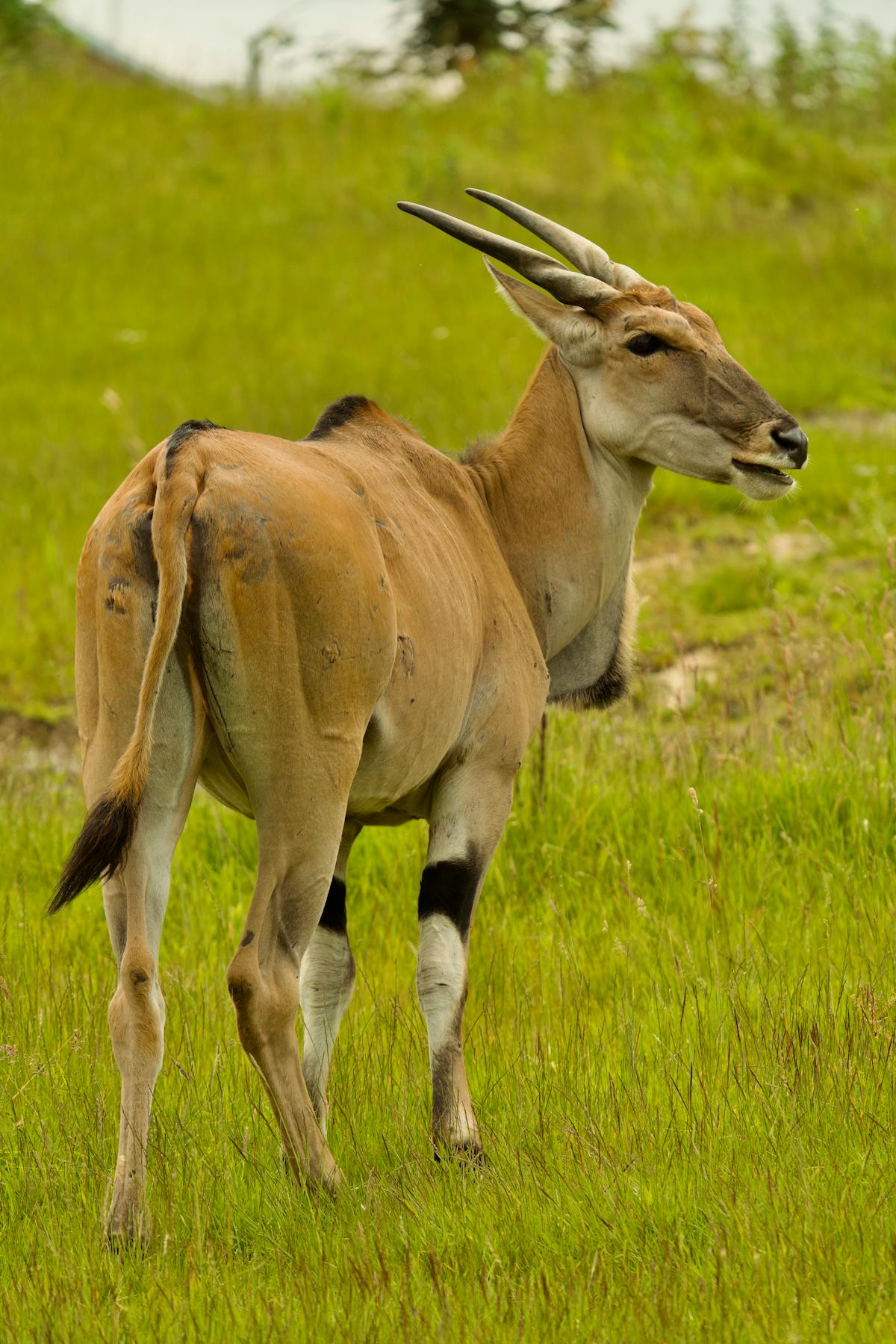 Antelope Photos, Download The BEST Free Antelope Stock Photos & HD Images