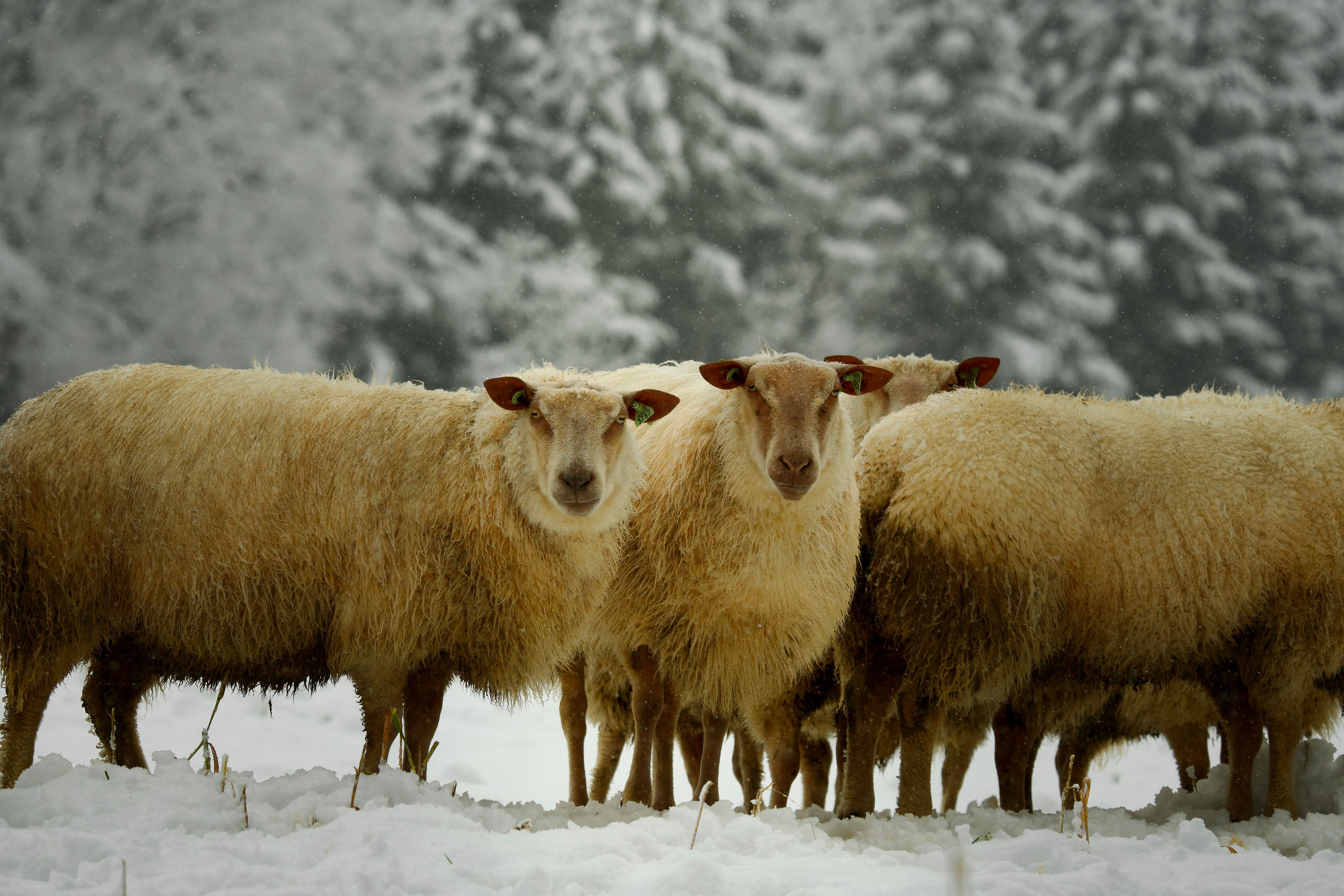 Flock of Sheep in Snowy Winter Landscape · Free Stock Photo