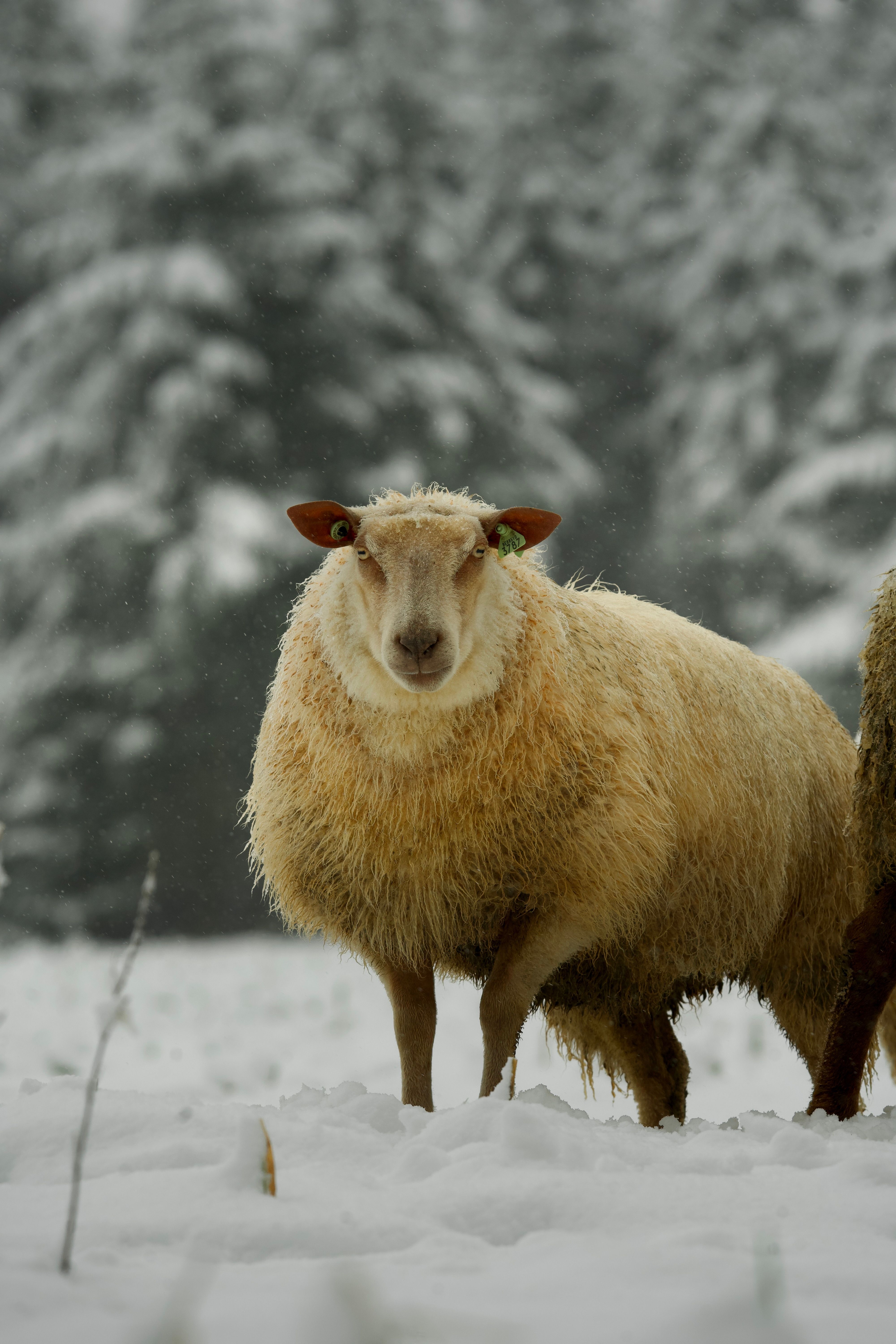 Sheep Standing in Snowy Winter Forest · Free Stock Photo