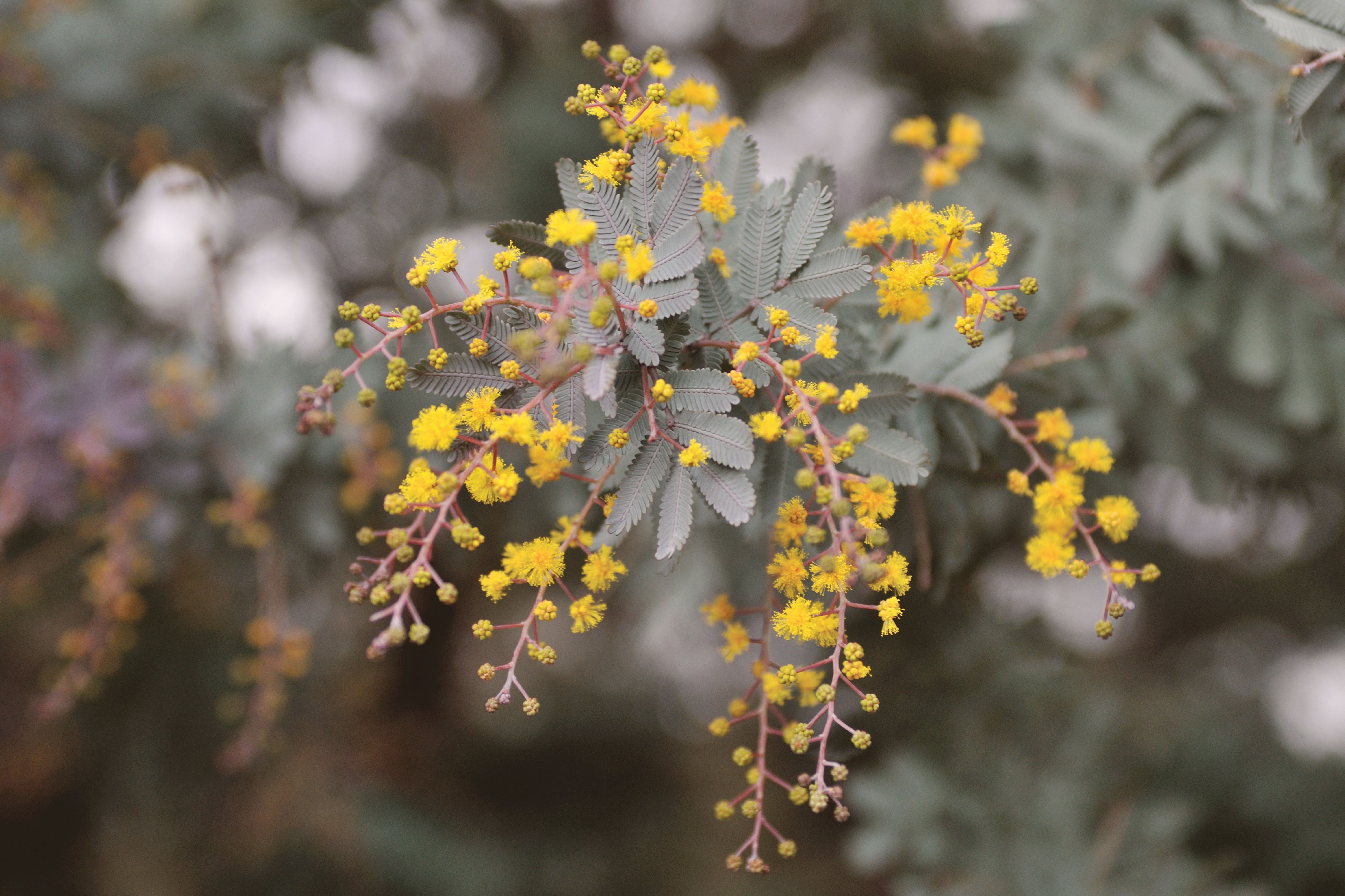 Vibrant Mimosa Blossoms in Ecuadorian Landscape · Free Stock Photo