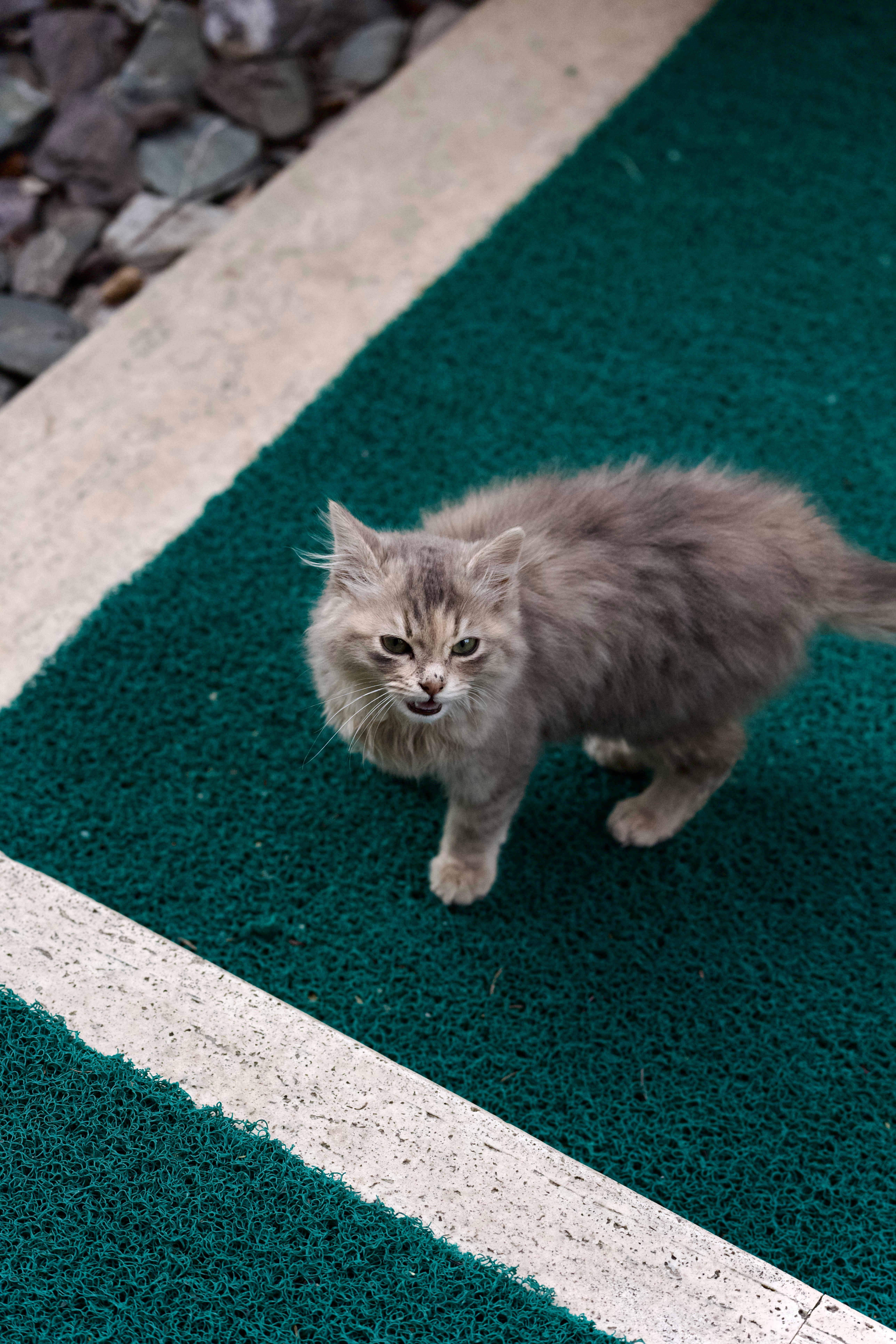 Green Furry Monster Photos, Download The BEST Free Green Furry Monster ...