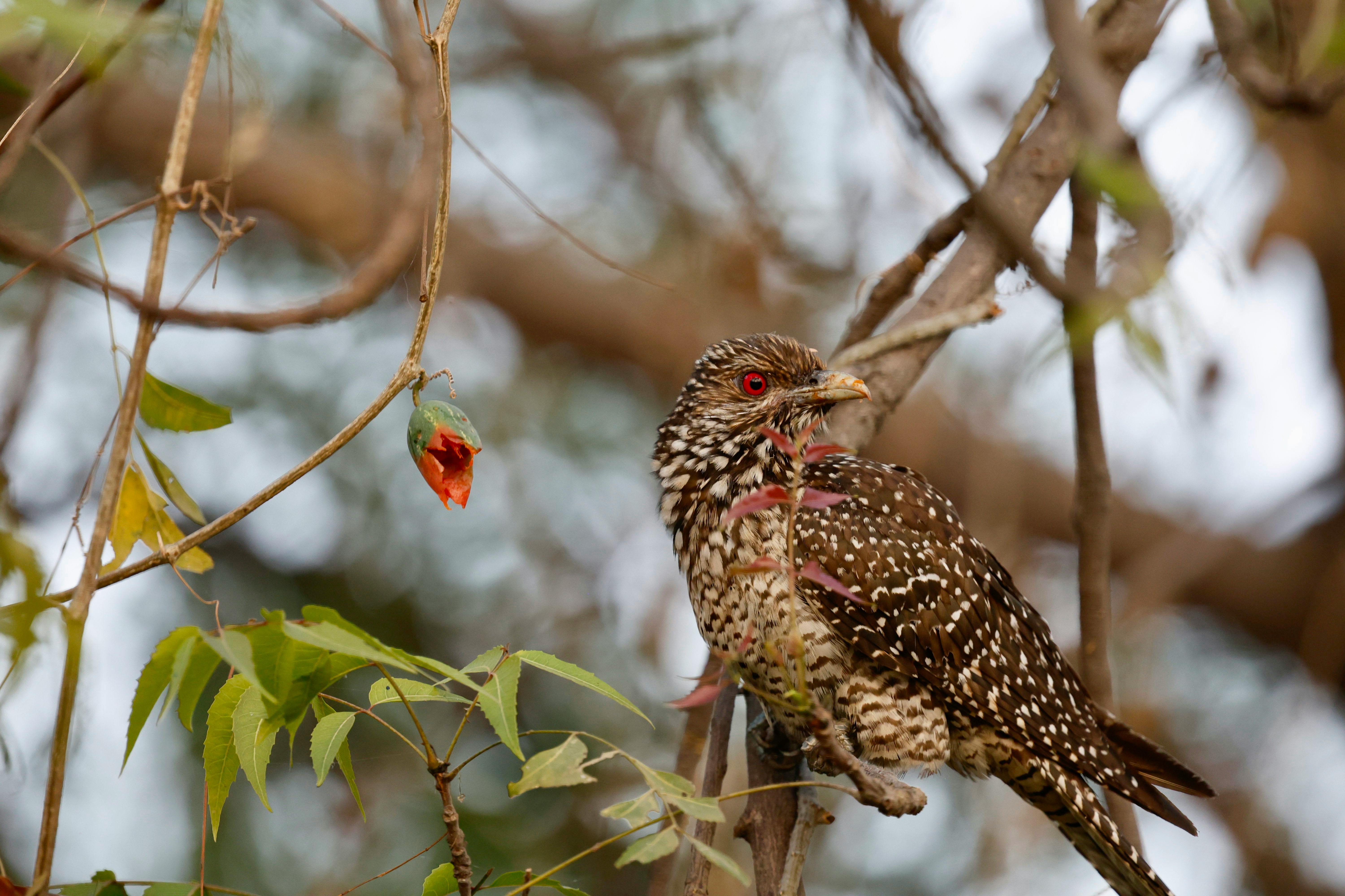 Asian Koel Bird in Natural Habitat Perched on Tree · Free Stock Photo