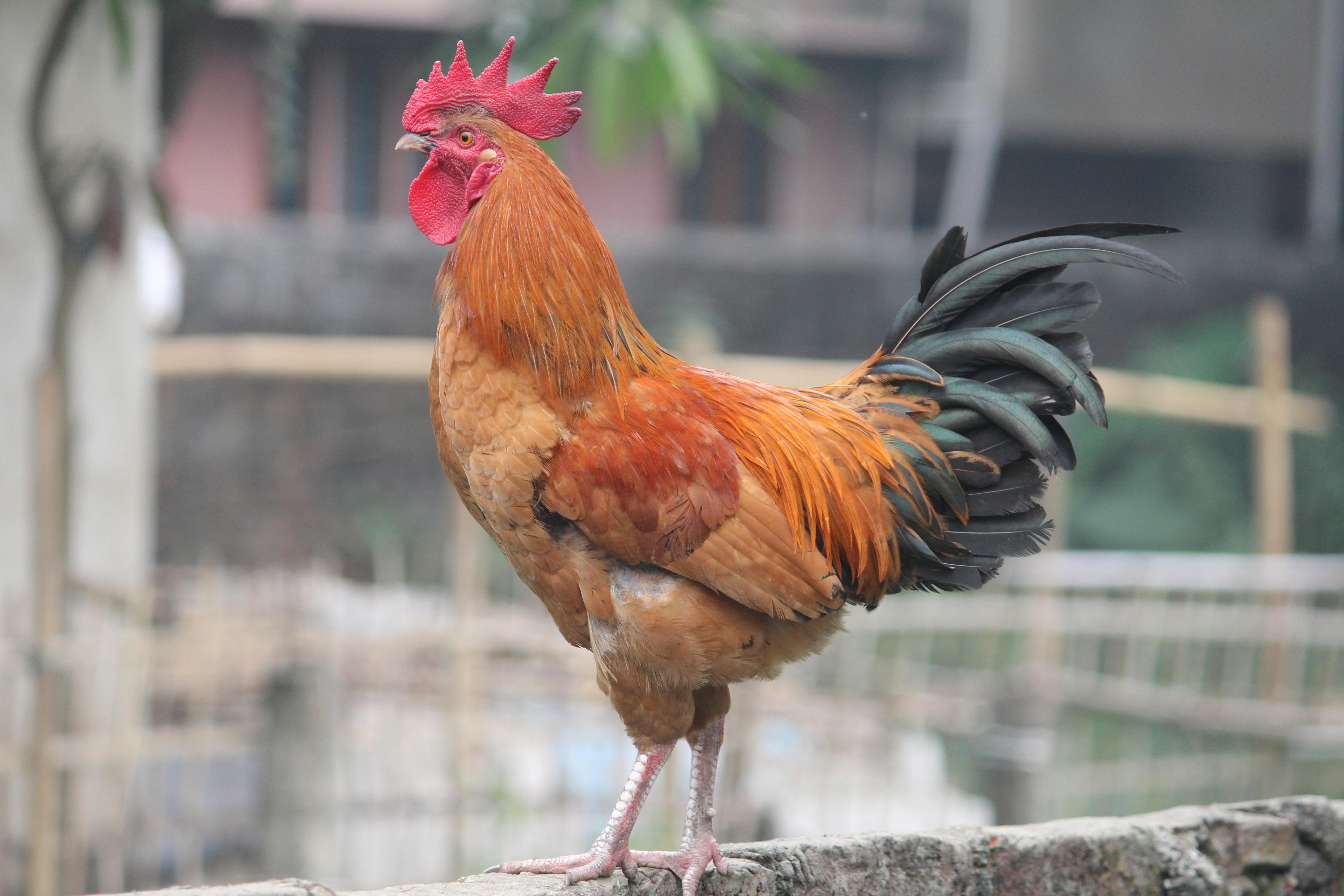Vibrant Rooster Perched Outdoors in Profile · Free Stock Photo