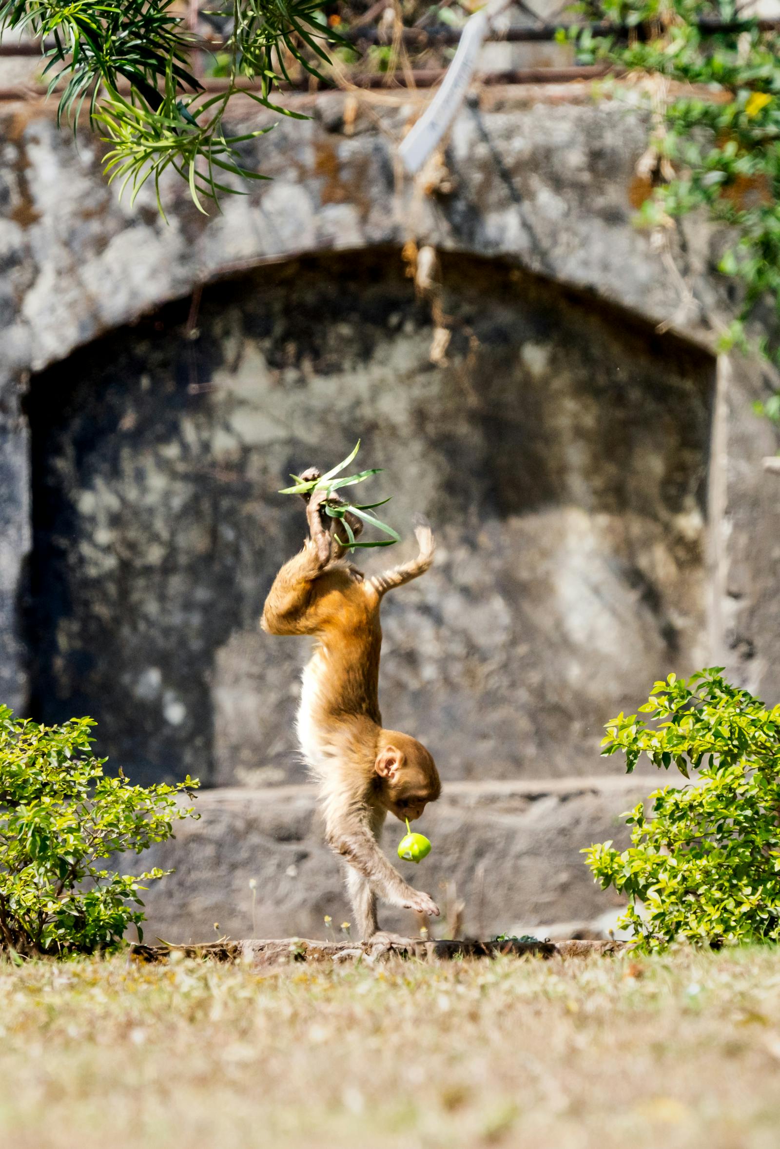 Goofy Monkey Photos, Download The BEST Free Goofy Monkey Stock Photos ...