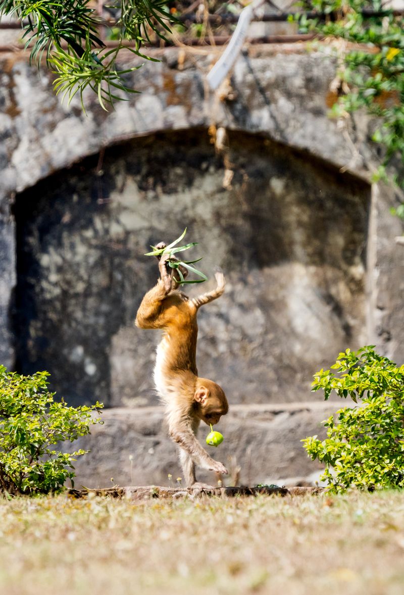 Goofy Monkey Photos, Download The BEST Free Goofy Monkey Stock Photos ...
