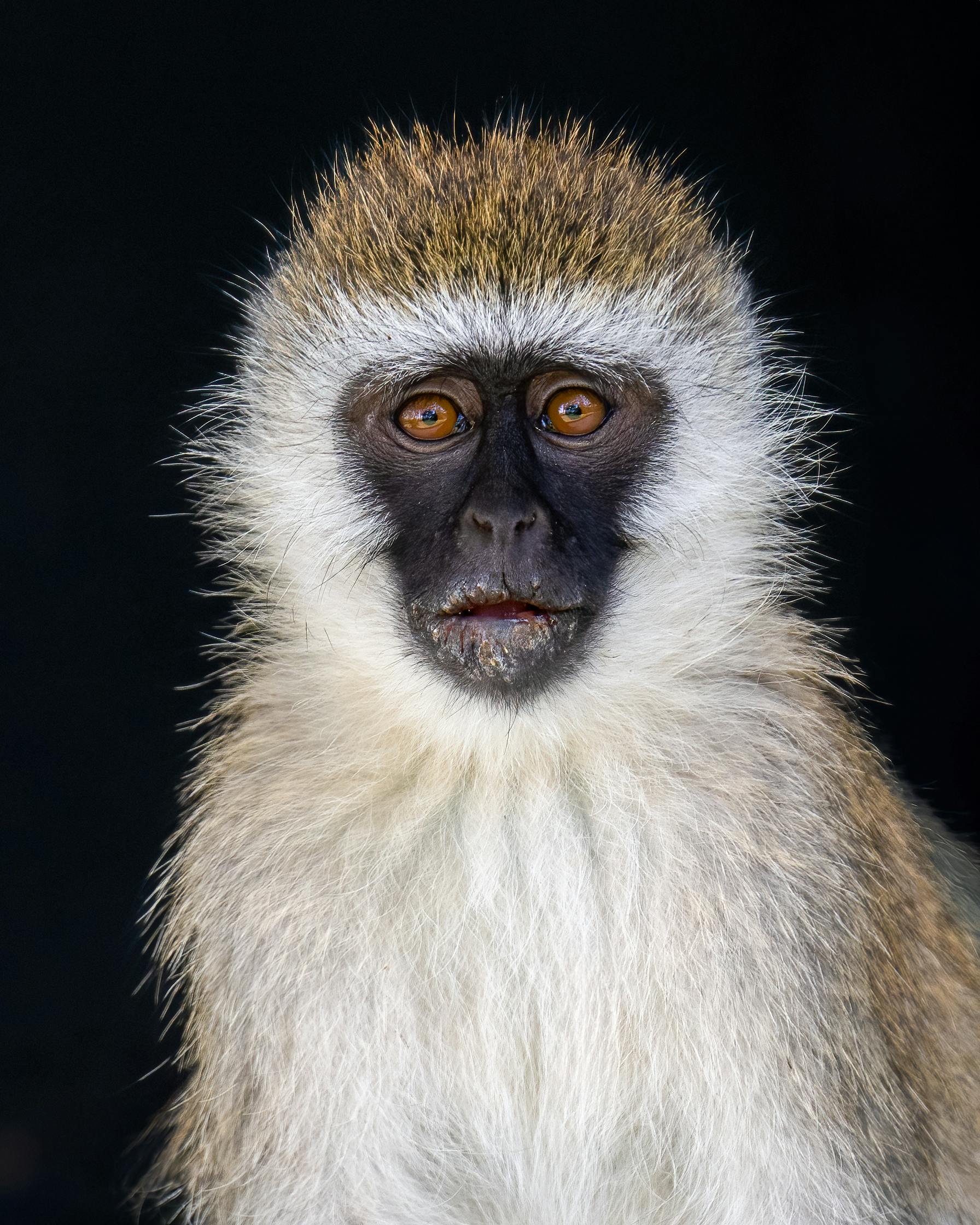 Close-Up of a Vervet Monkey in Kenya · Free Stock Photo