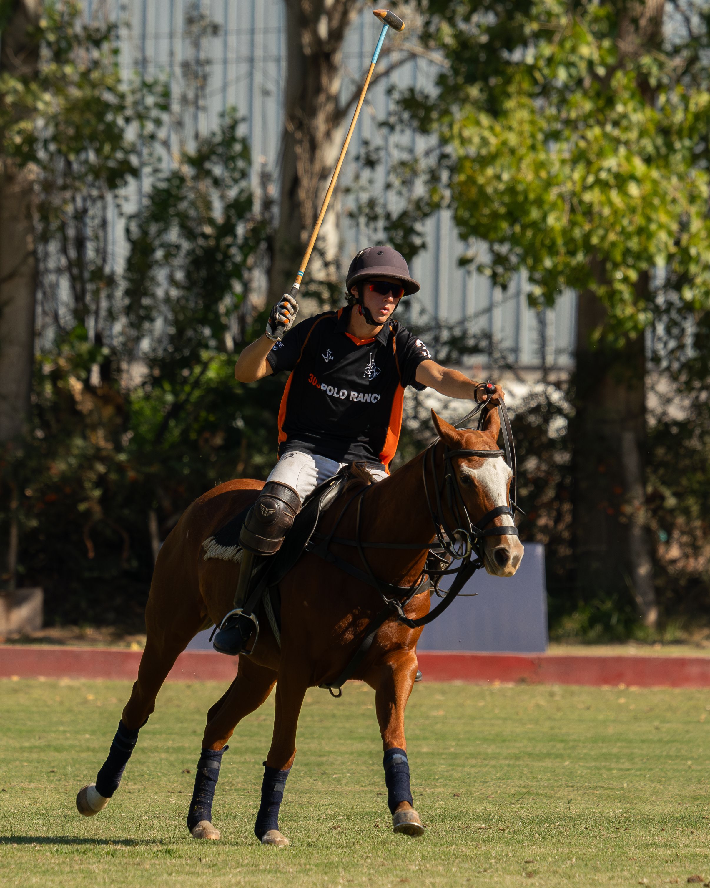 Polo Player in Action on Sunny Day · Free Stock Photo