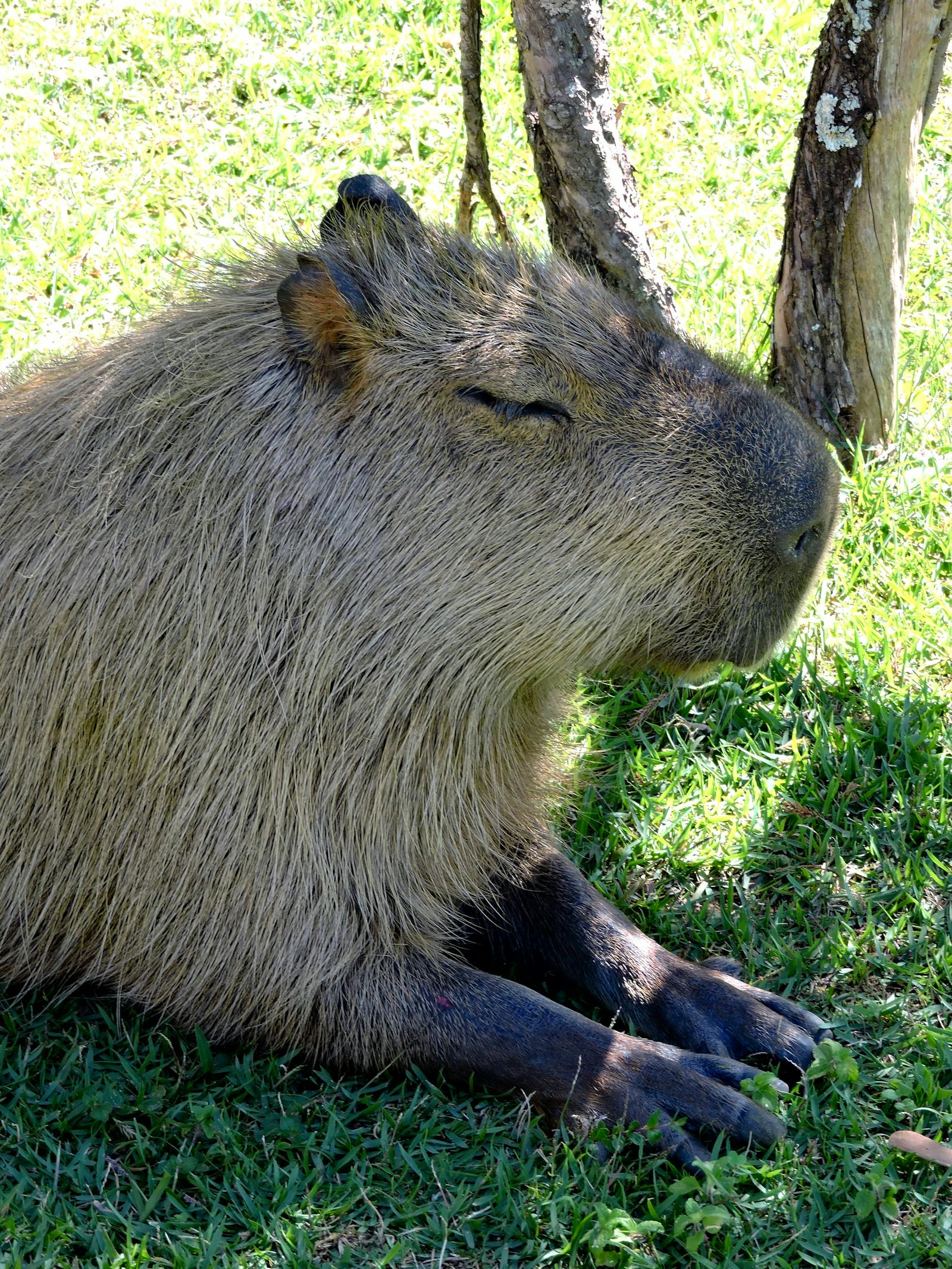 Capybara Photos, Download The BEST Free Capybara Stock Photos & HD Images