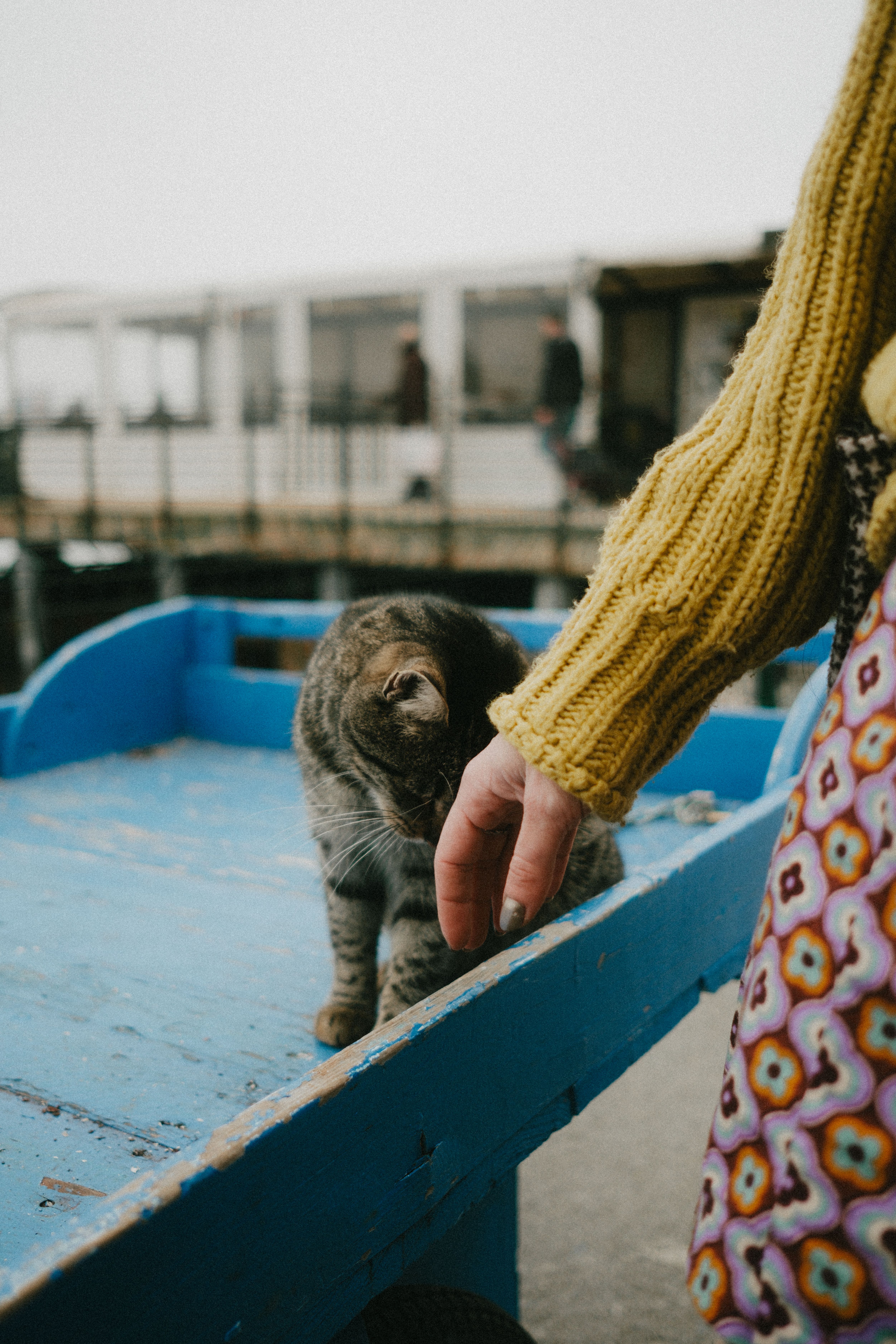 Acogedora Interacción Entre Gatos Y Humanos En Un Muelle · Foto de ...