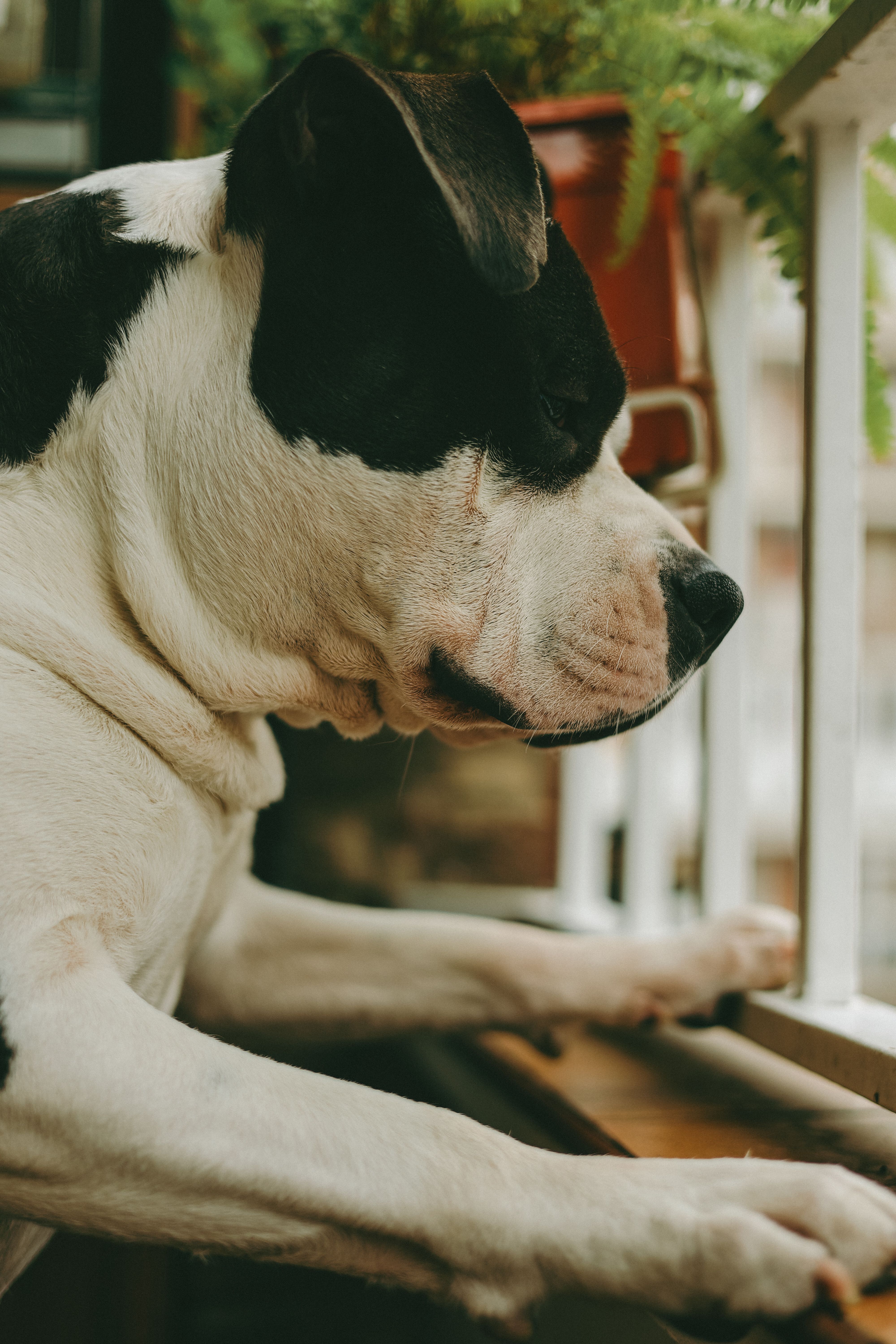 Peaceful Dog Photos, Download The BEST Free Peaceful Dog Stock Photos ...