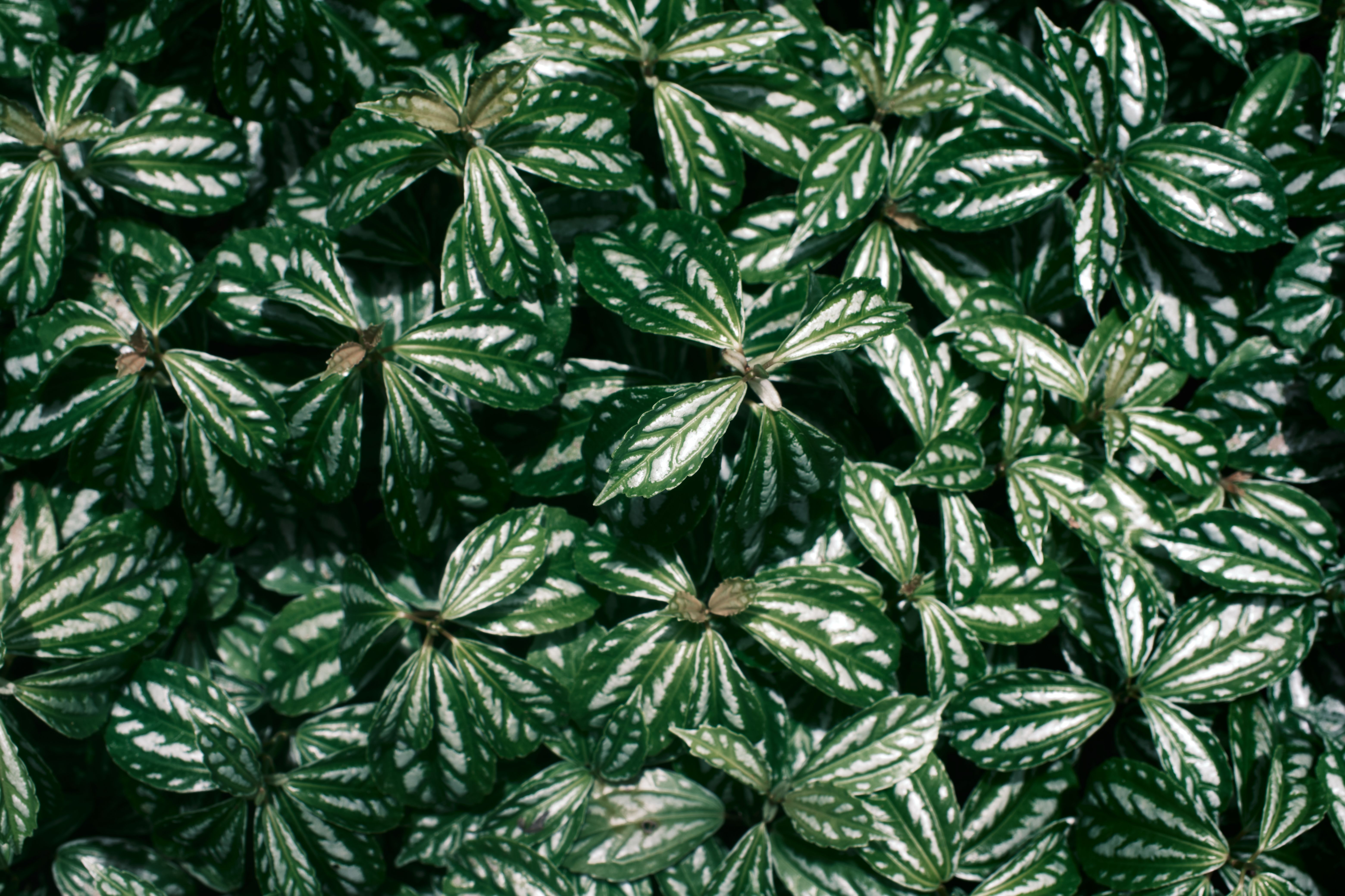 Vibrant Green Peperomia Leaves Close-Up · Free Stock Photo