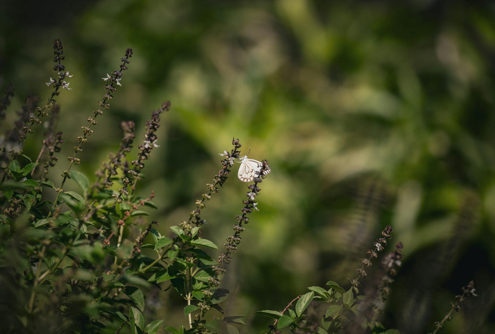 Free Download 1 Mb Jpg Images Photos, Download The BEST Free Free ...