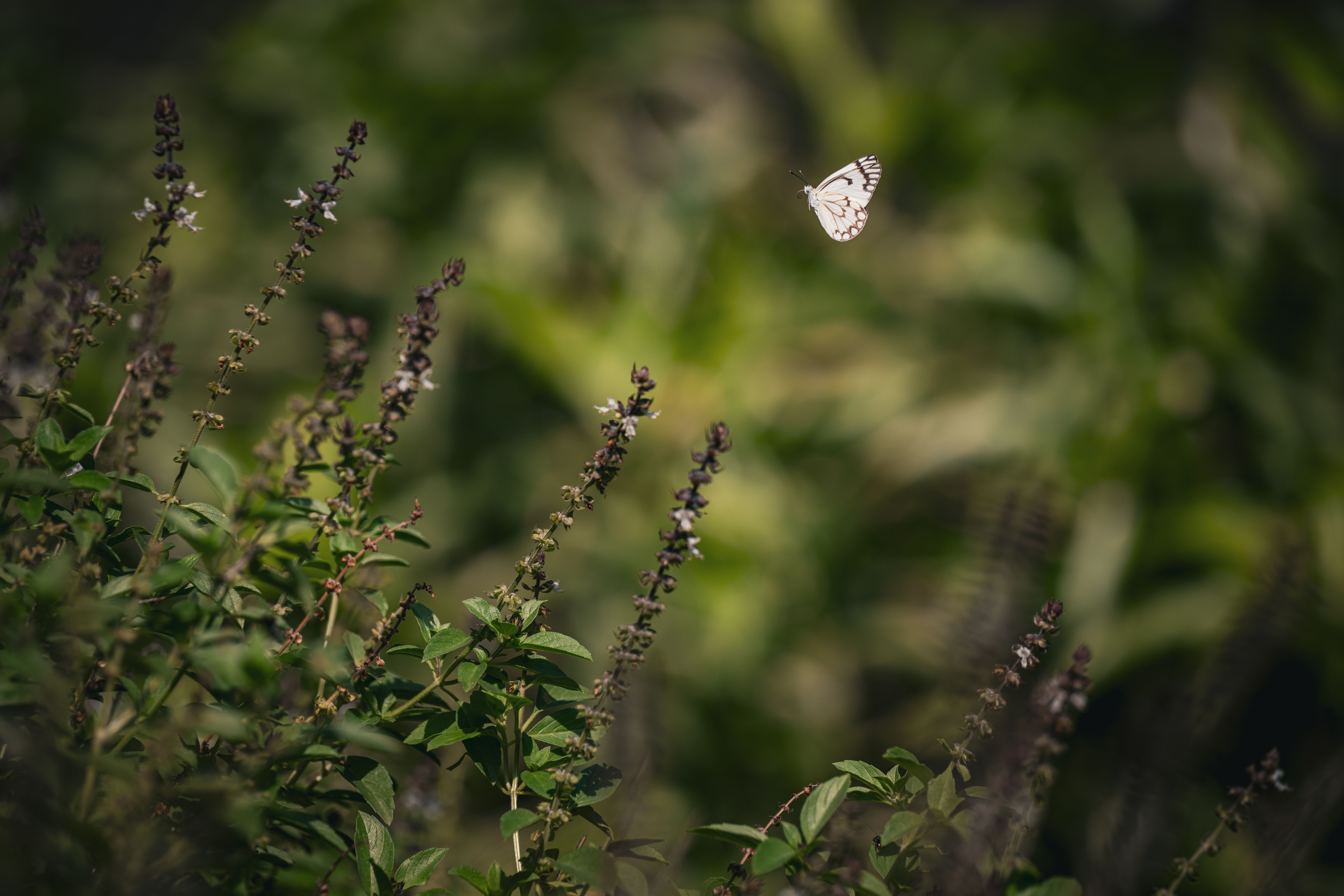 Delicada Mariposa En Un Jardín Indio · Foto de stock gratuita
