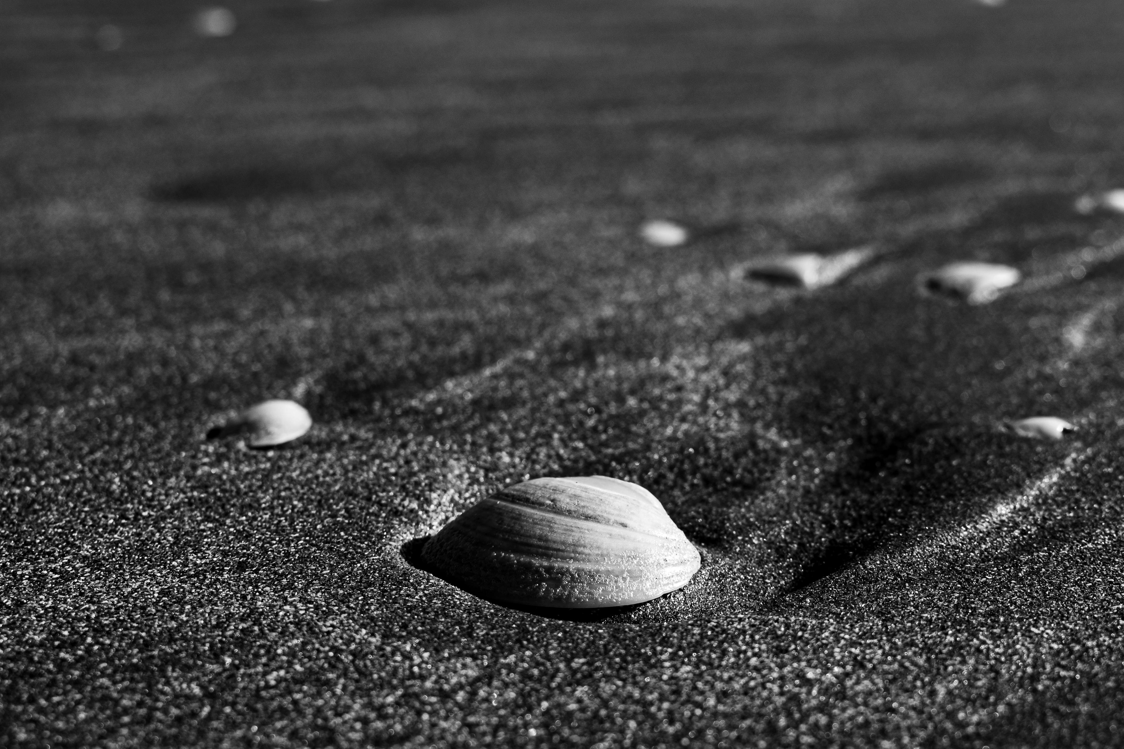 Monochrome Beach Shells in La Lucila del Mar · Free Stock Photo